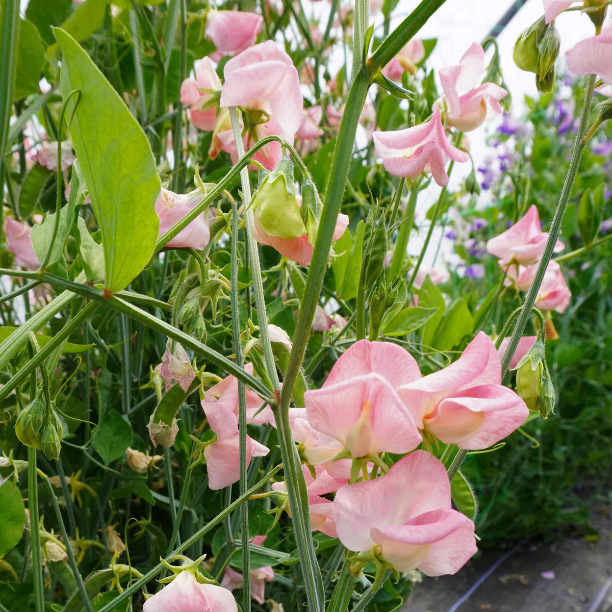 Sweet Pea Seeds 'Emily' | Buy Sweet Pea Seeds Online | Sweet Pea Seeds ...