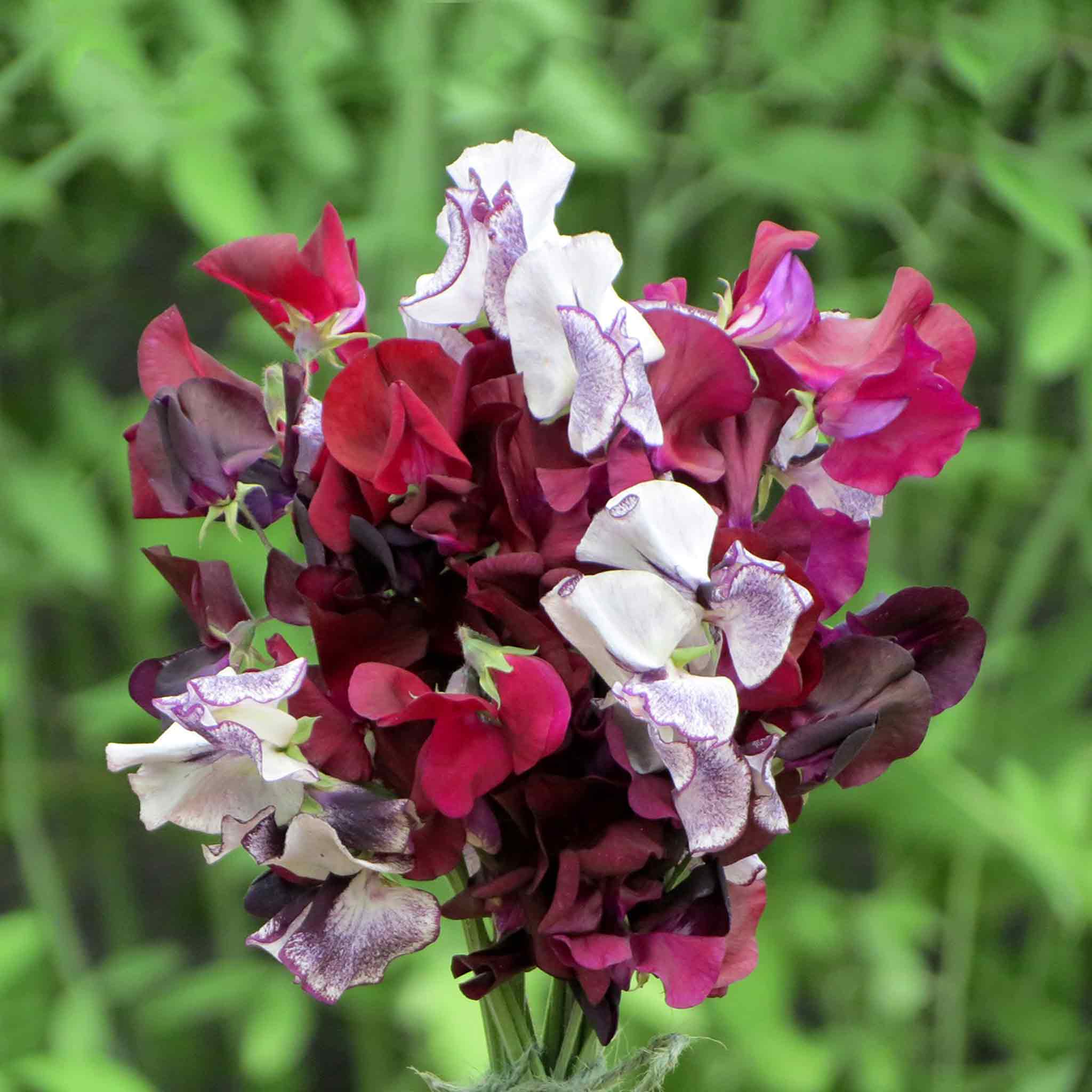 Sweet Pea Seeds 'Midnight Eclipse Mix' | Marshalls Garden