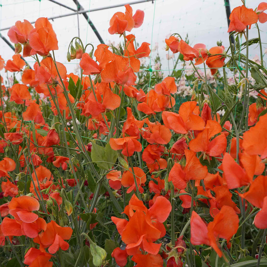 Sweet Pea Seeds 'Prince Of Orange' | Buy Sweet Pea Seeds Online | Sweet ...