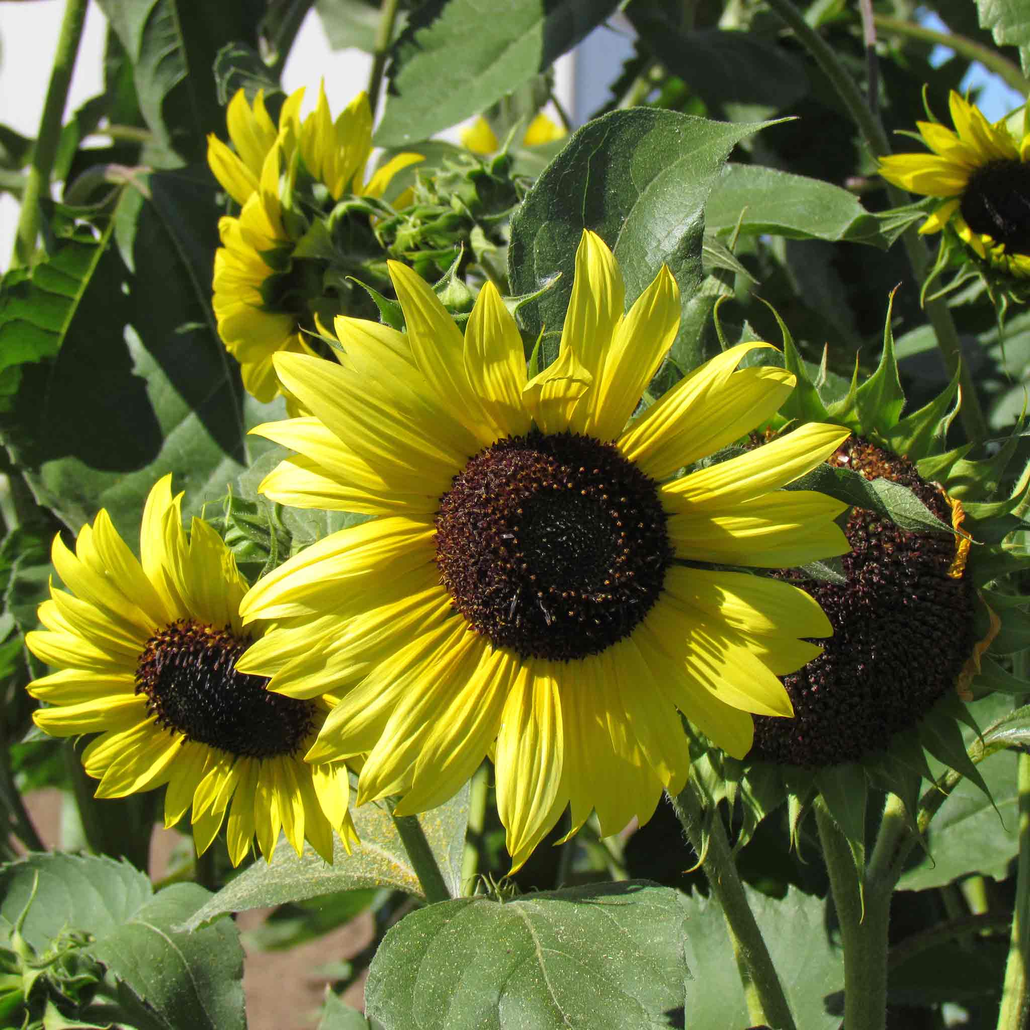 Sunflower Seeds 'Lemon Moonshine' | Marshalls Garden