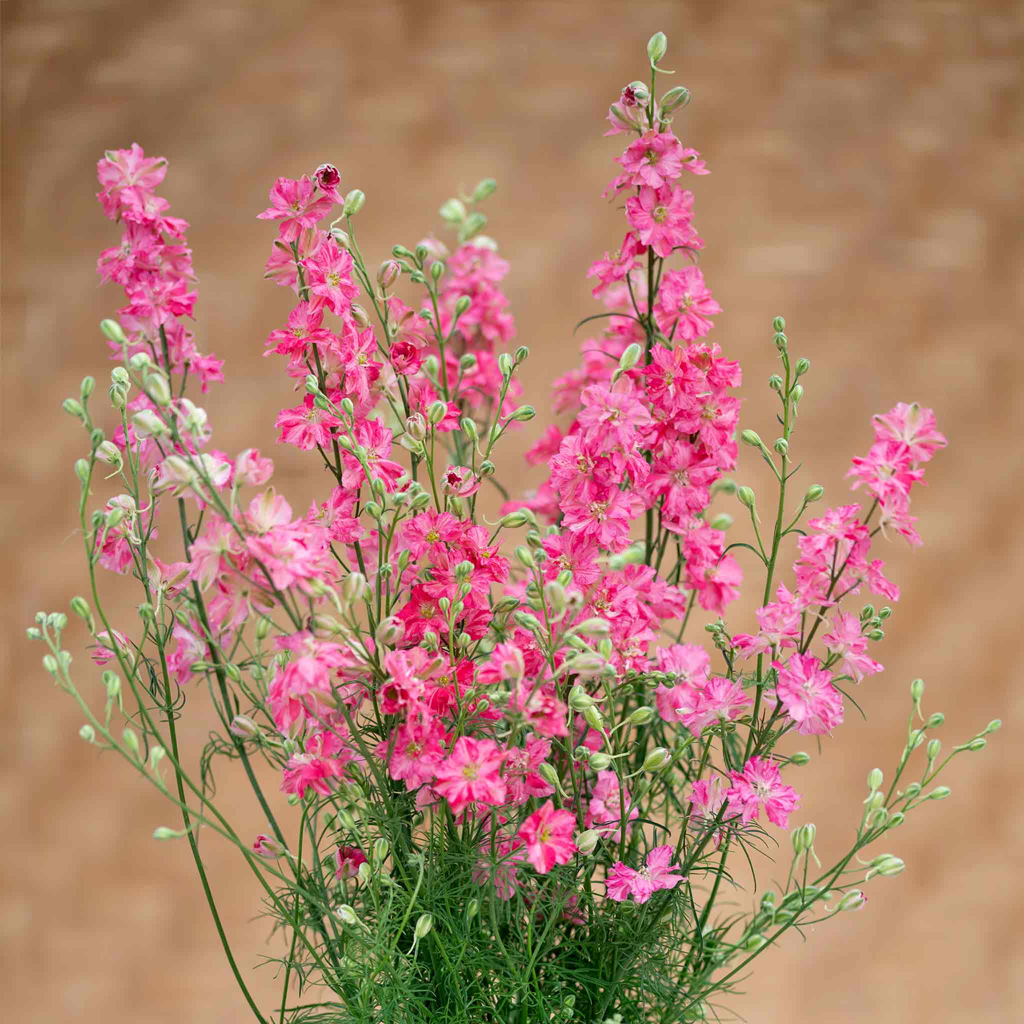 Delphinium Seeds 'King Scarlet English Rose' | Marshalls Garden