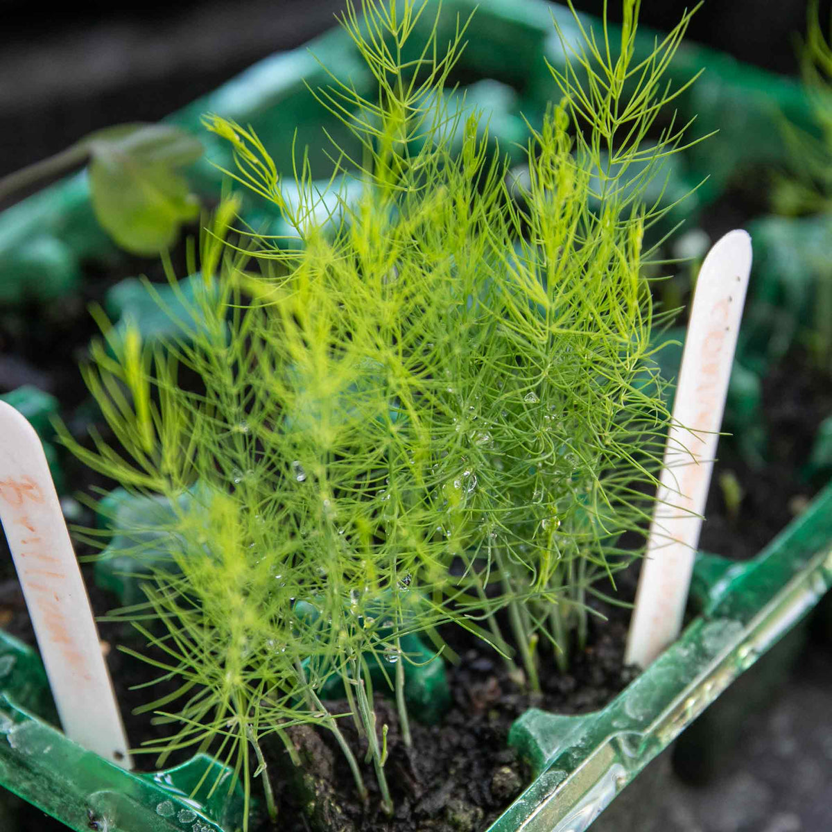 Asparagus Seeds 'Connover's Colossal' | Buy Asparagus Seeds Online ...