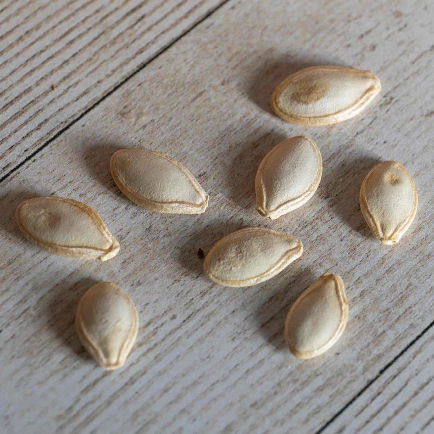 Courgette Seeds 'Sure Thing' F1 | Marshalls Garden