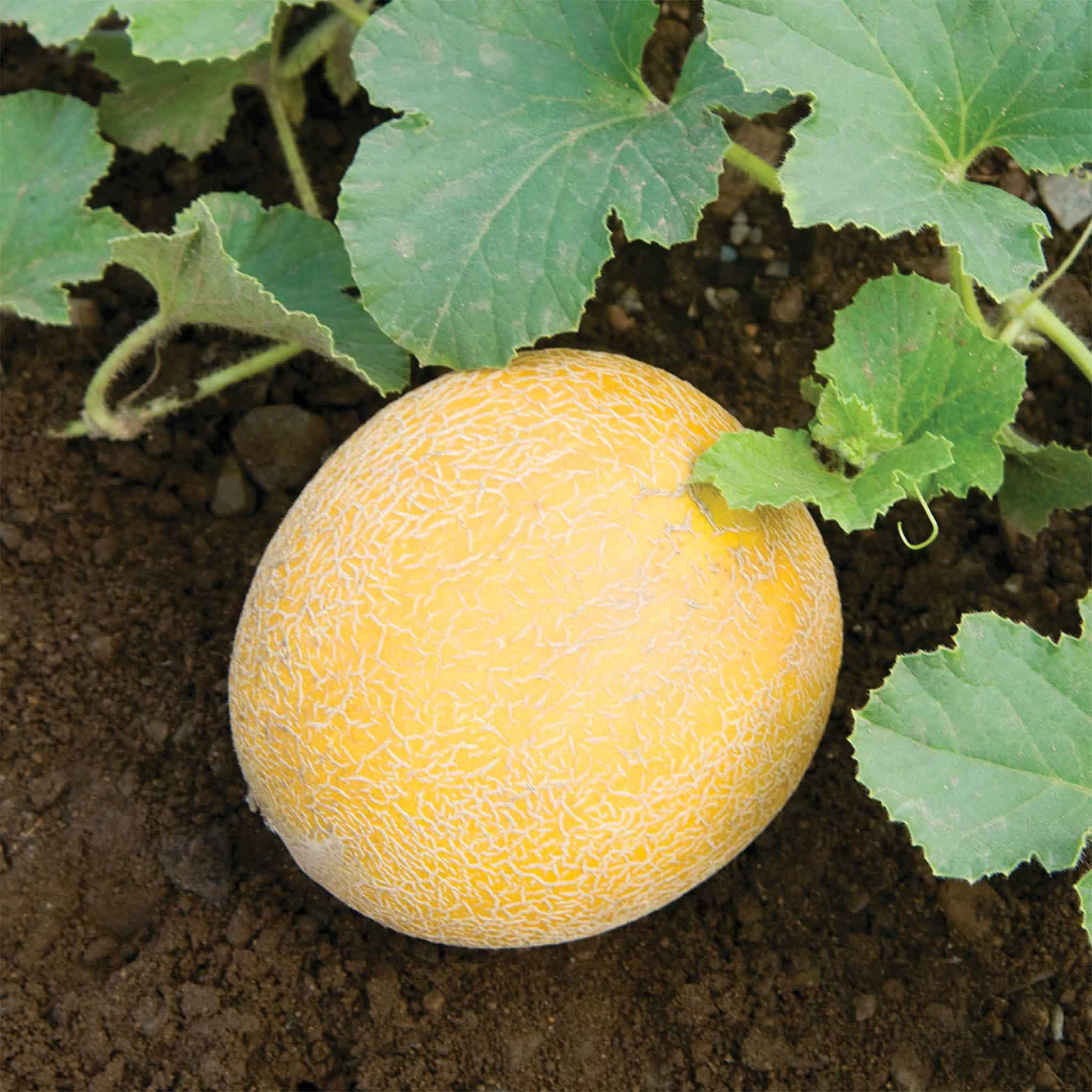 Melon Seeds 'Arava' F1 | Marshalls Garden