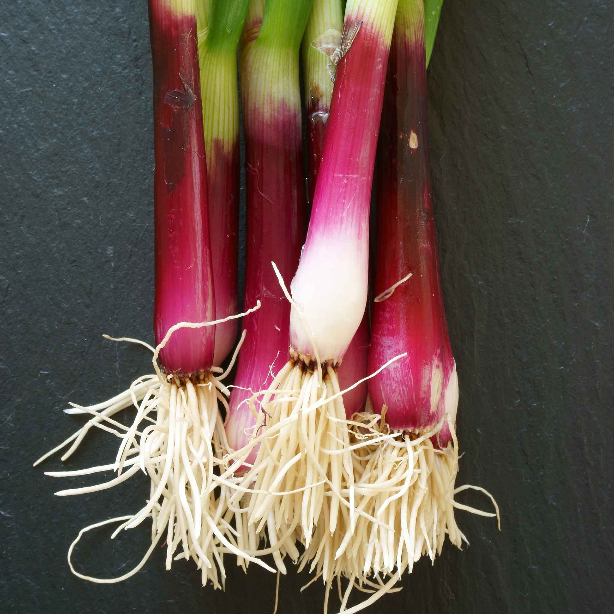 Spring Onion Seeds 'Apache' | Marshalls Garden