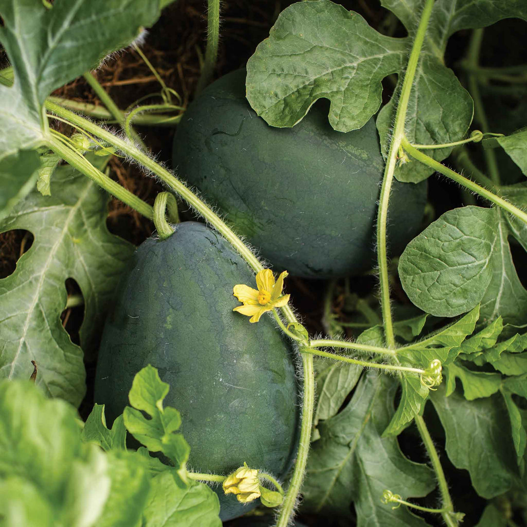 Watermelon Seeds 'Little Darling F1' | Buy Watermelon Seeds Online ...