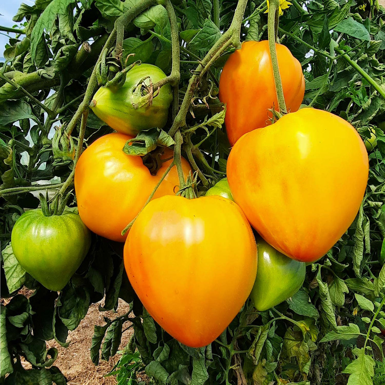 Tomato Seeds 'Gourmansun' F1 | Buy Tomato Seeds Online | Tomato Seeds ...