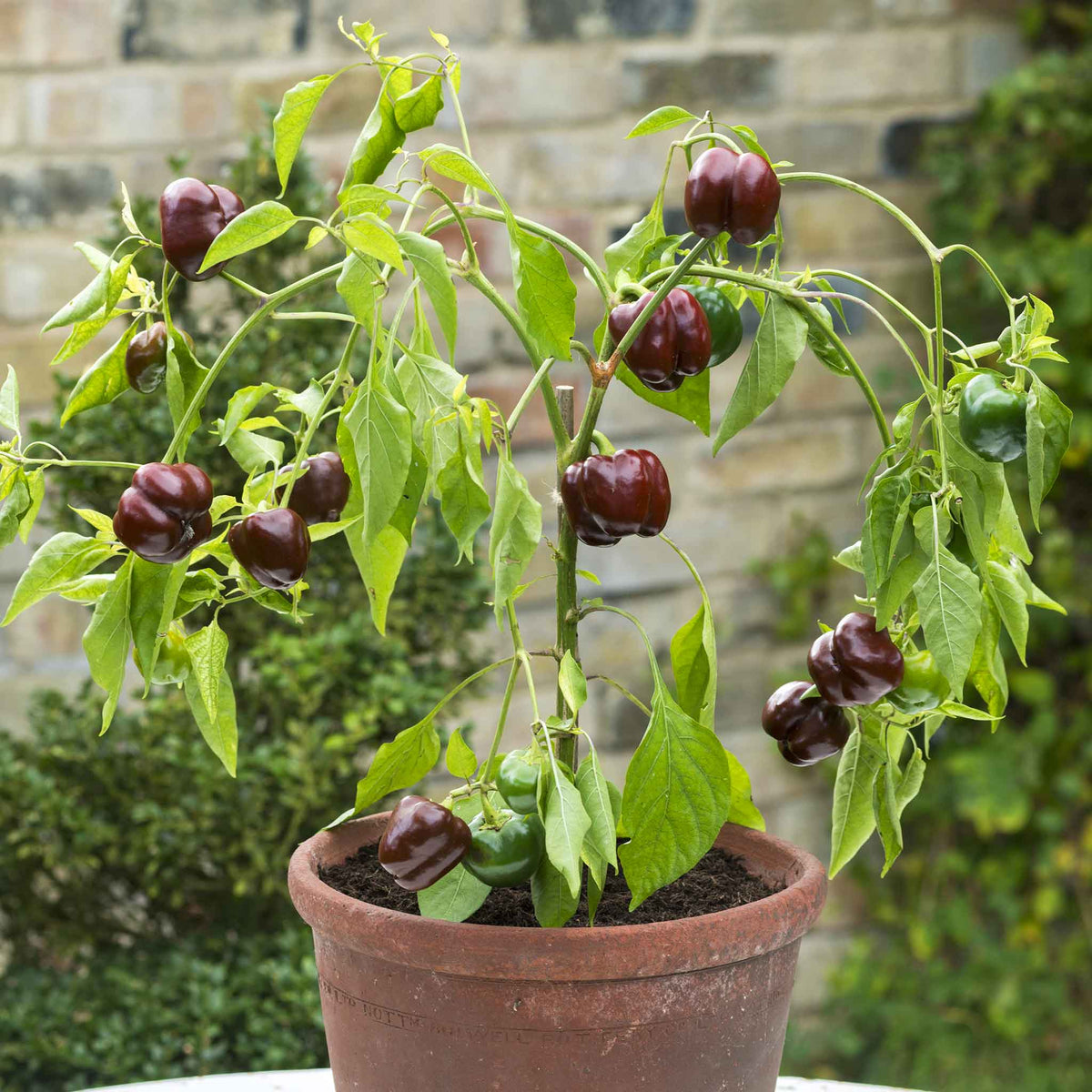 Sweet Pepper Seeds 'Sweetonia Mix' | Buy Sweet Pepper Seeds Online ...