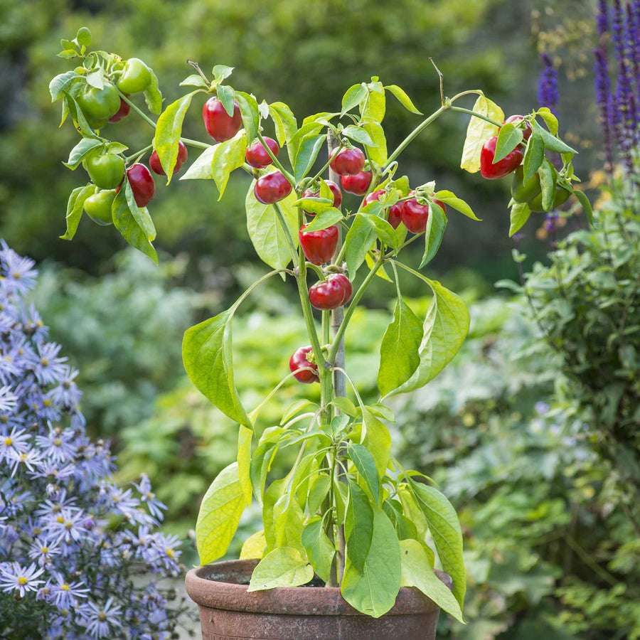 Sweet Pepper Seeds 'Sweetonia Mix' | Buy Sweet Pepper Seeds Online ...