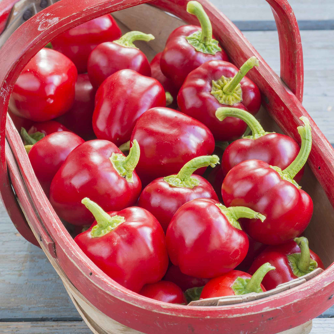 Sweet Pepper Seeds 'Sweetonia Mix' | Buy Sweet Pepper Seeds Online ...