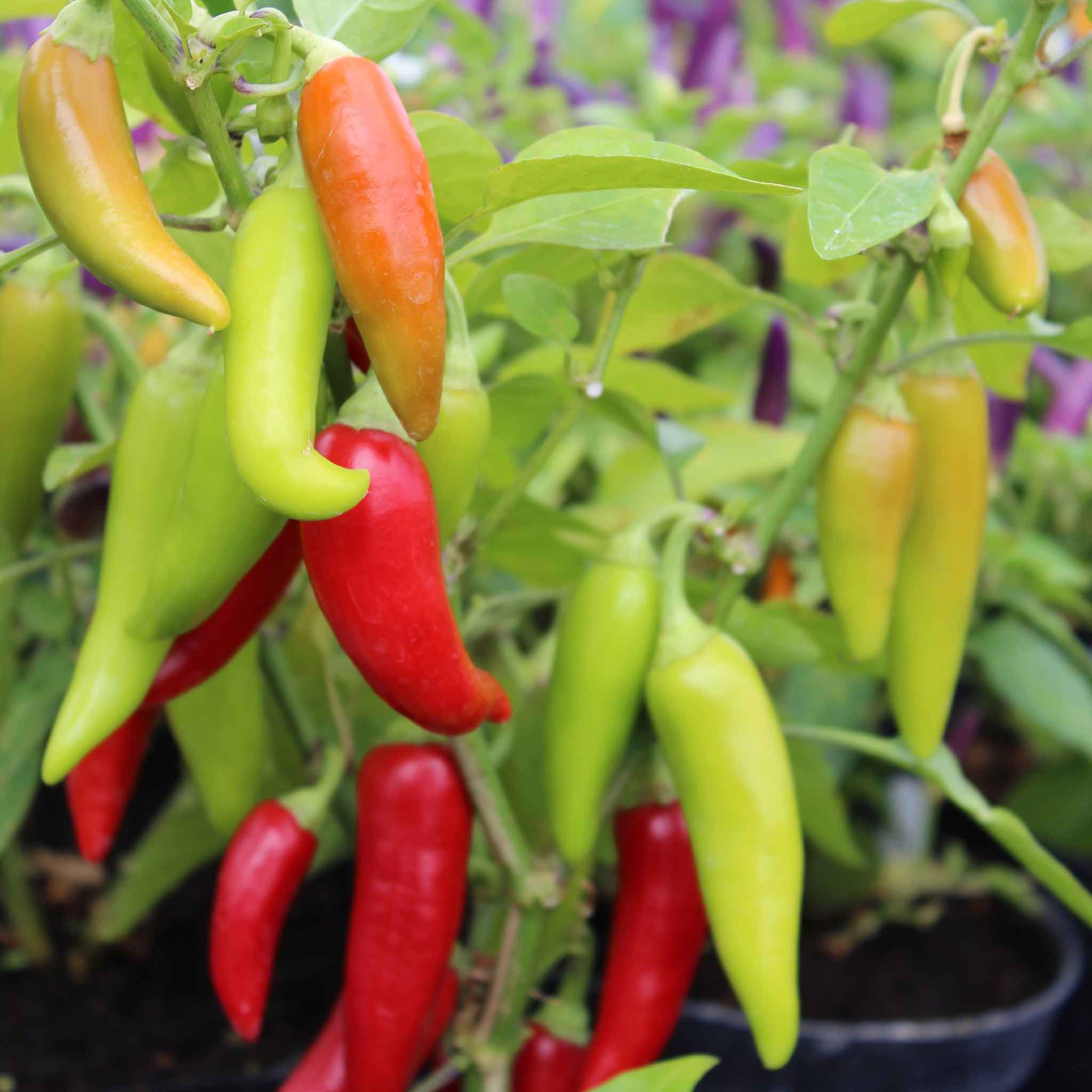 Chilli Pepper Seeds 'Sizzler' | Marshalls Garden