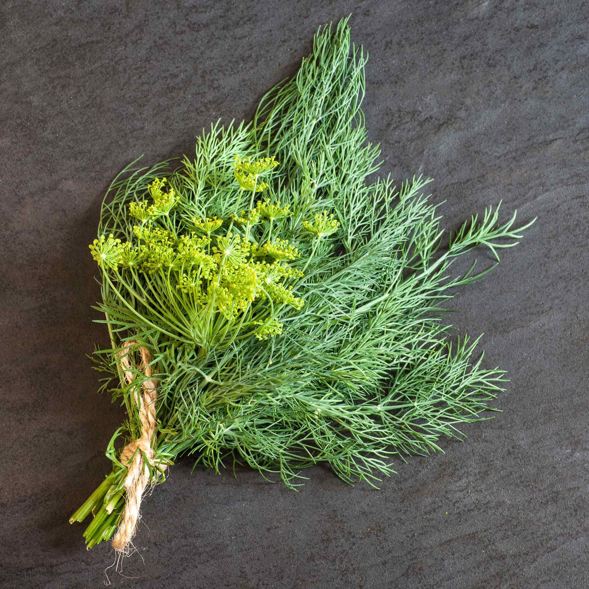 Organic Dill Seeds 'Thalia' | Marshalls Garden