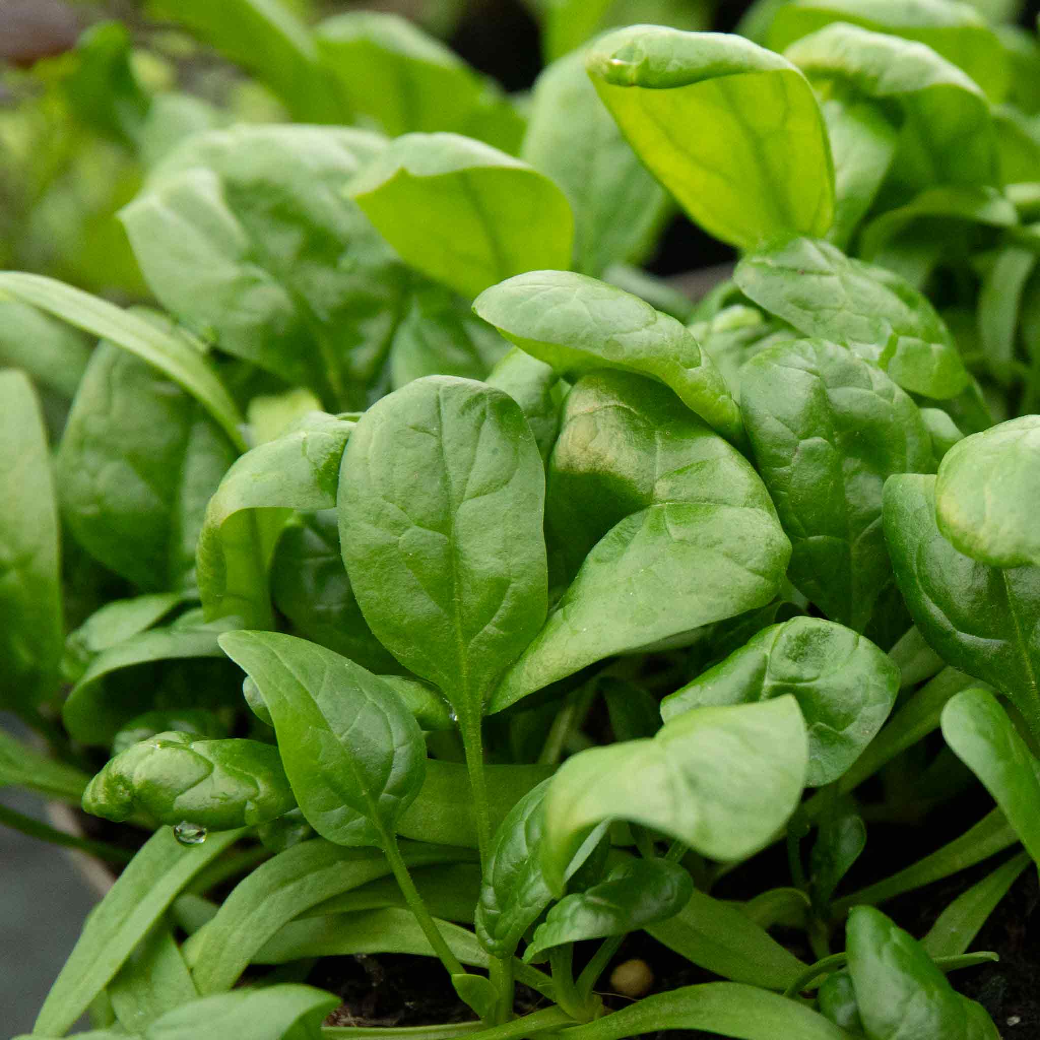 Spinach Seeds 'America' | Marshalls Garden