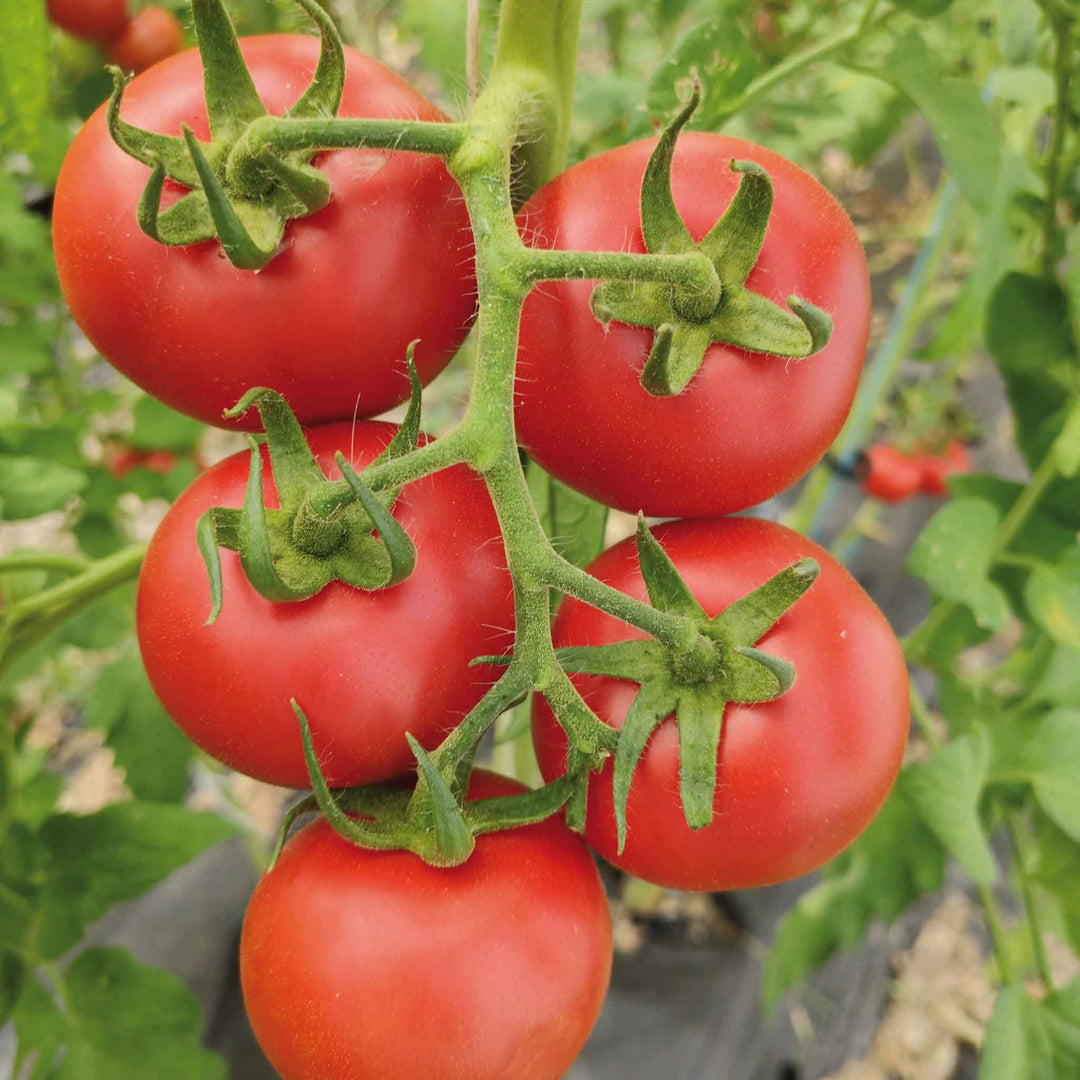 Organic Tomato Seeds 'Diplom' F1 | Buy Organic Tomato Seeds Online ...
