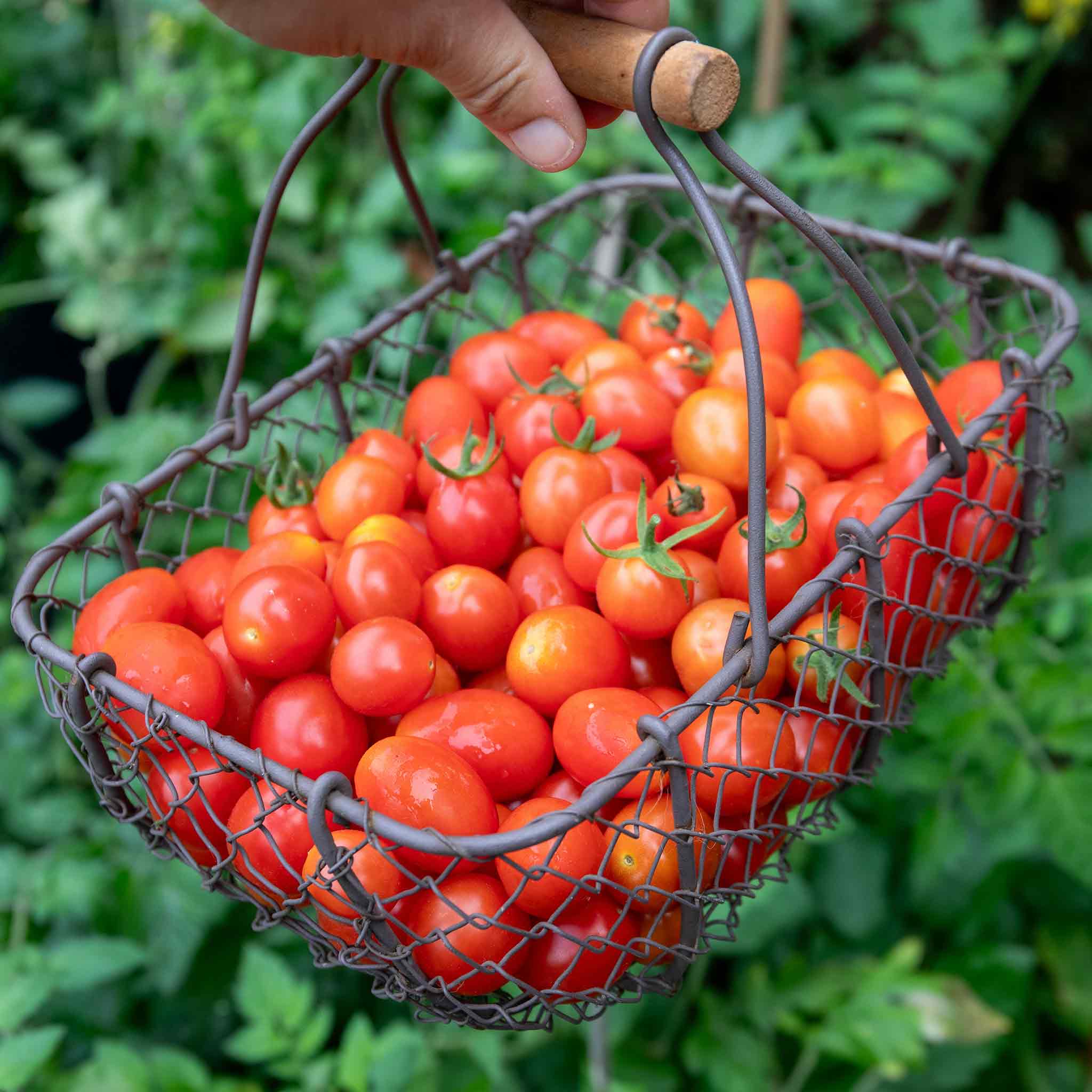 Tomato 'Hamlet' Cordon F1 Organic Seeds – Marshalls Garden