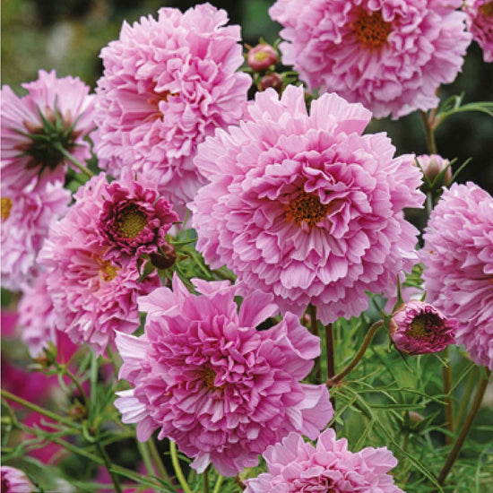 Cosmos Seeds 'Double Click Rose Bon Bon' | Marshalls Garden