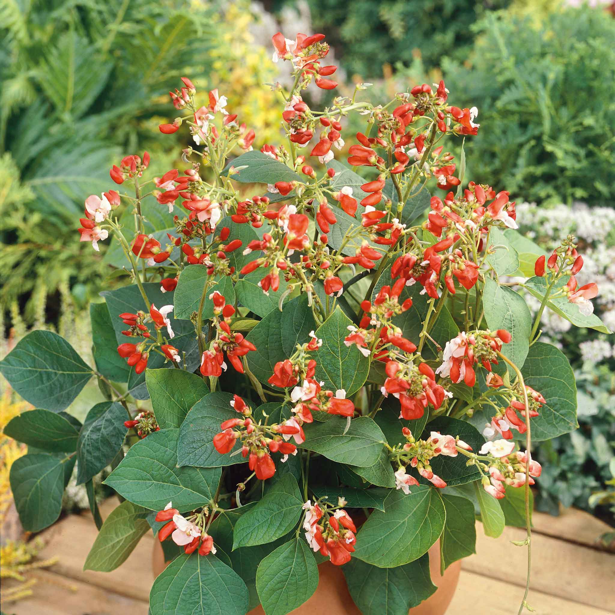 Runner Bean Dwarf Seeds 'Hestia' | Marshalls Garden