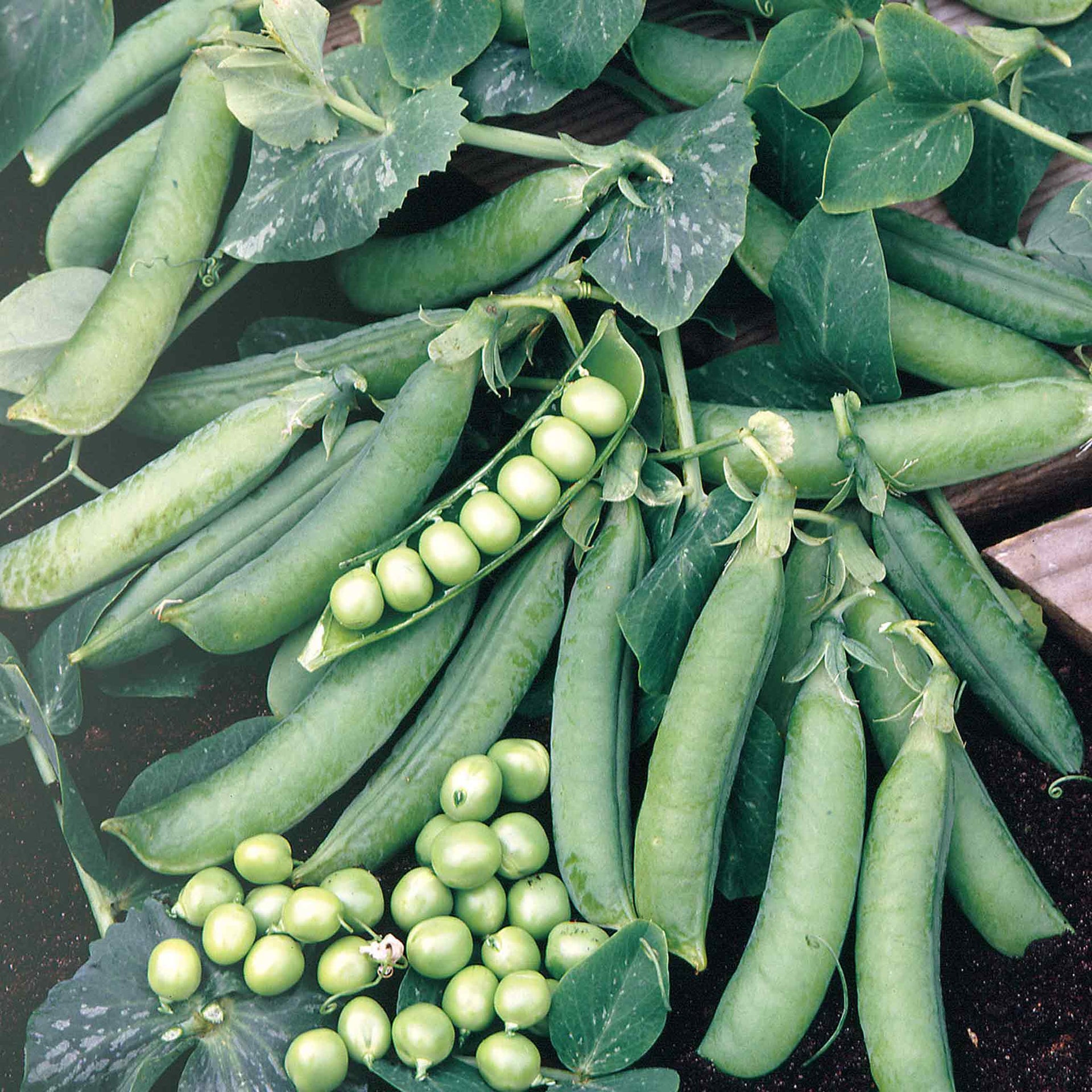Pea Seeds 'Prelado' | Buy Pea Seeds Online | Pea Seeds for Sale ...