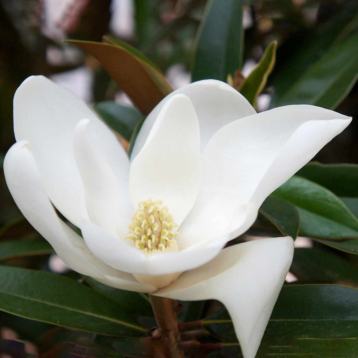 Magnolia Plant 'Grandiflora Alta' | Marshalls Garden