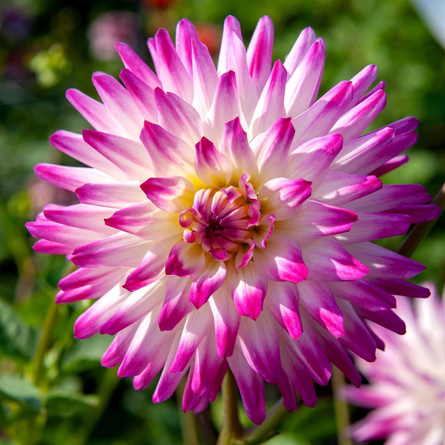 Dahlia Plant 'Hayley Jane' | Marshalls Garden