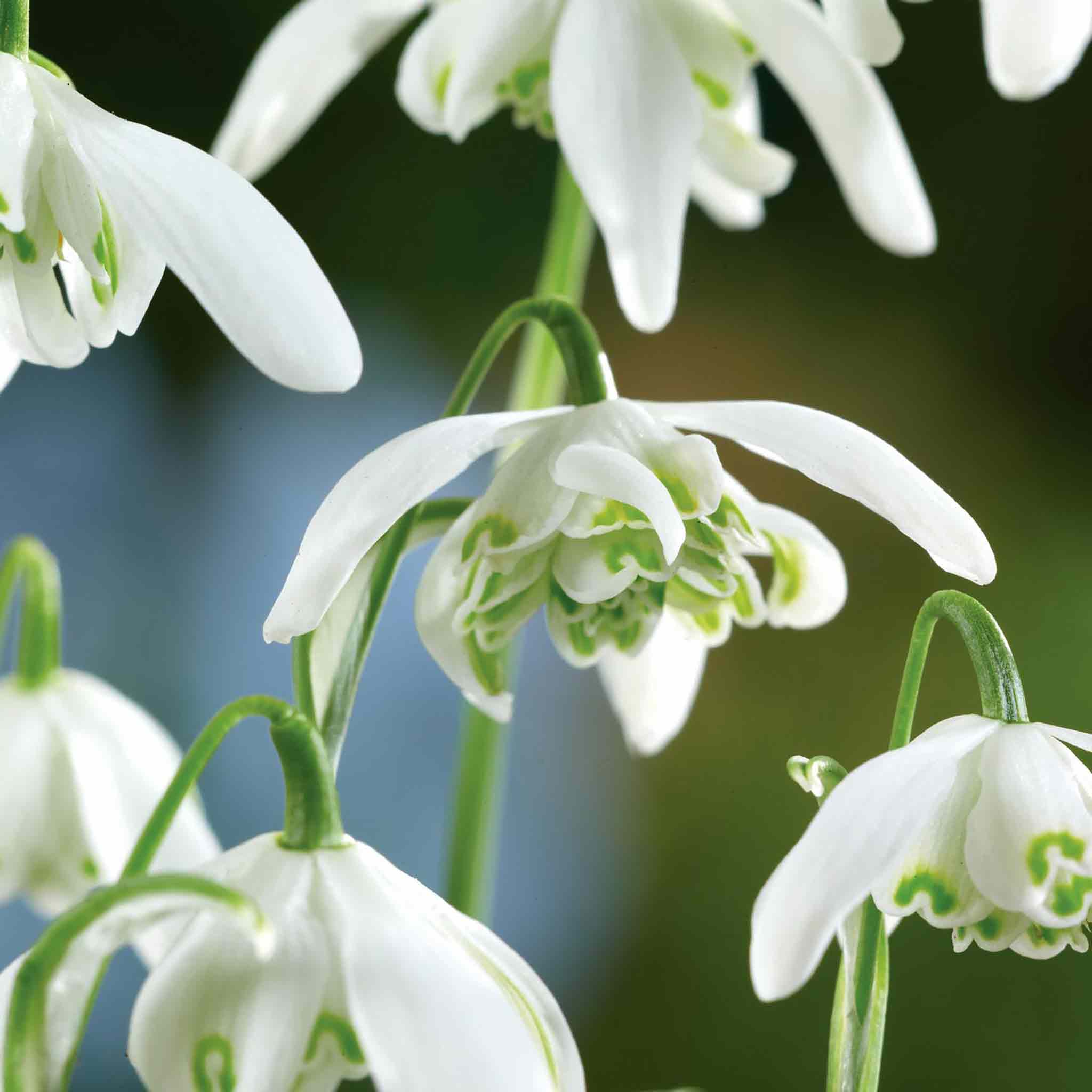 Double Snowdrop Bulbs in the Green 'Flore Pleno' | Marshalls Garden