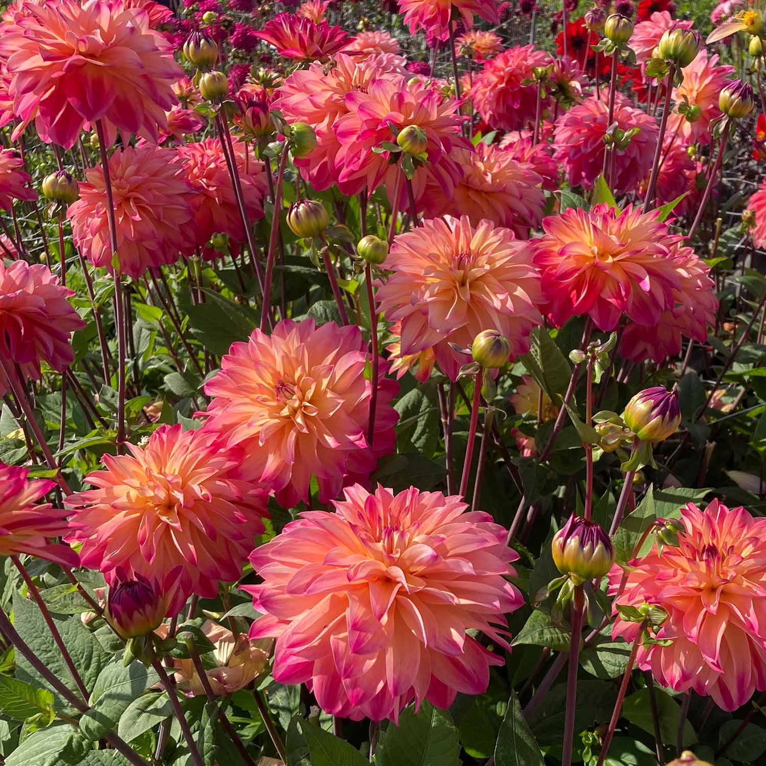 Dahlia Plant 'Prinzessa' | Marshalls Garden