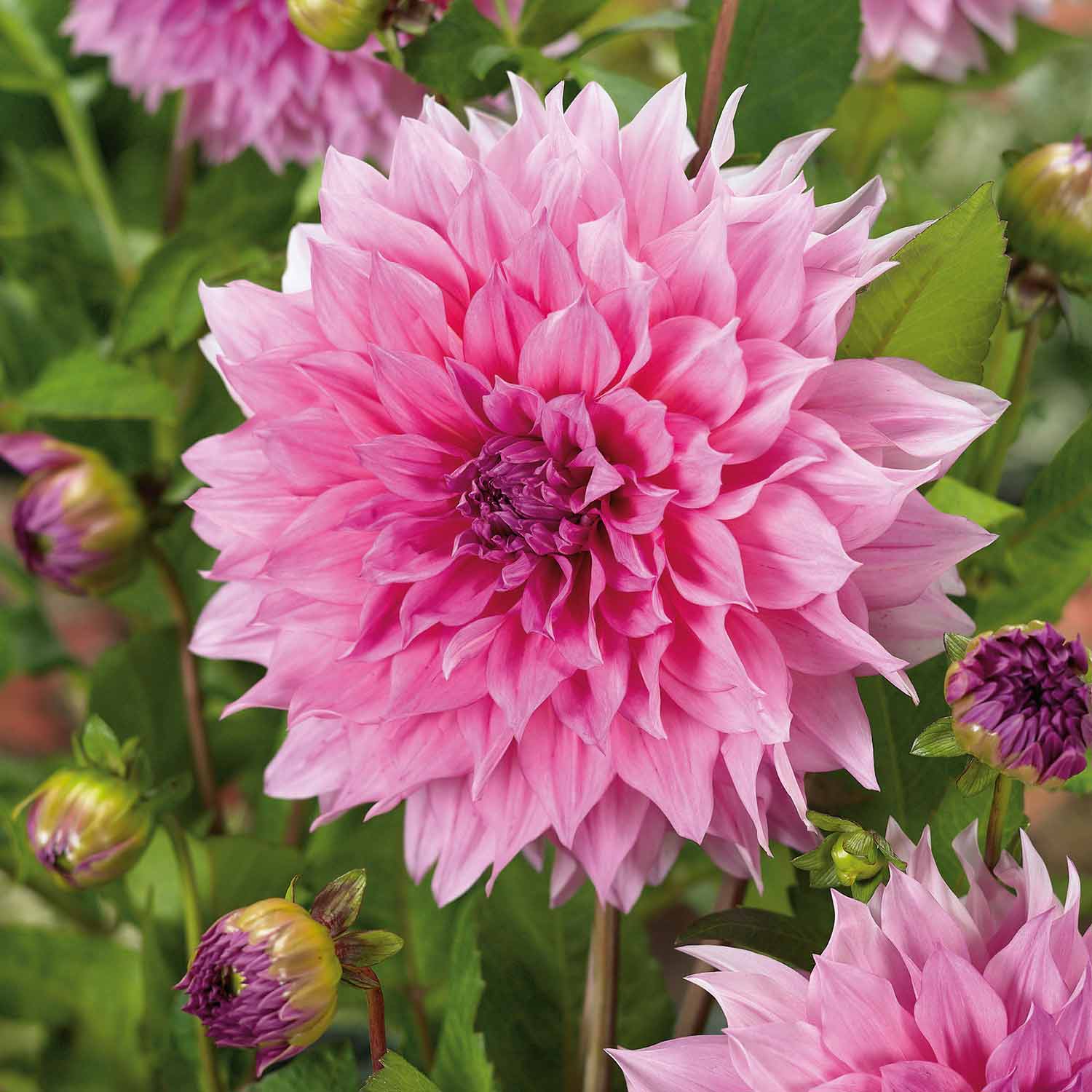 Dahlia Plant 'Cafe au Lait Rose' | Marshalls Garden