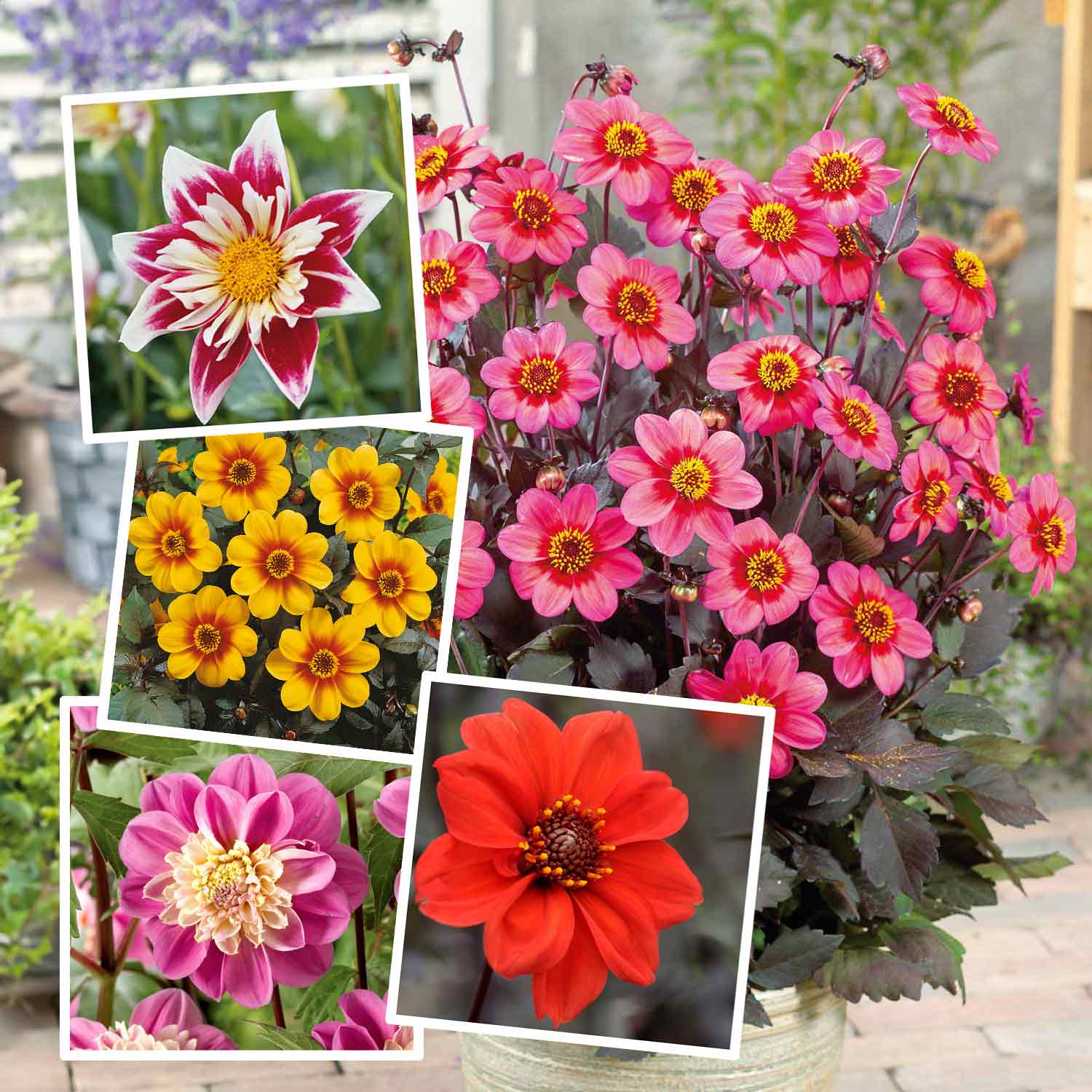 Dahlia Tubers 'Bee and Butterfly Honey Fest' | Marshalls Garden