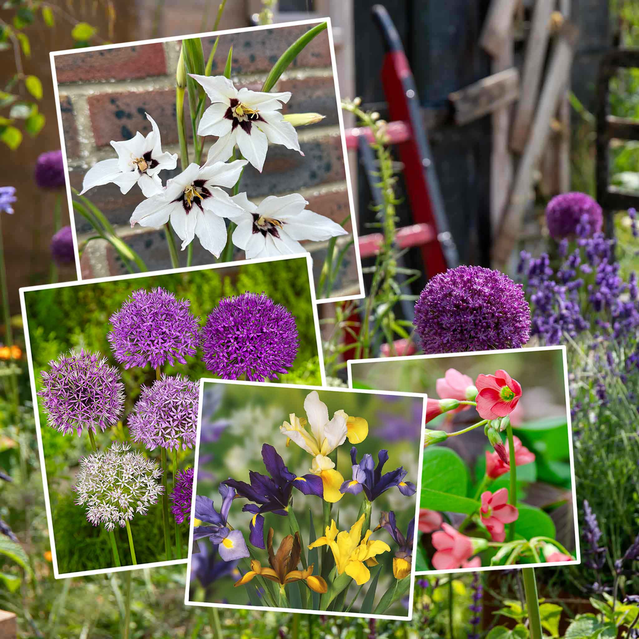250 Flower Bulb Mix | Marshalls Garden