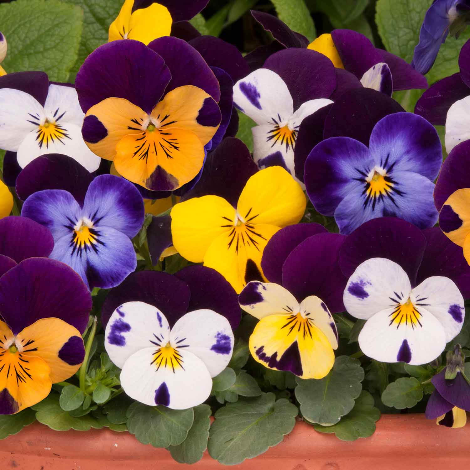 Viola Plant 'Sorbet XP Jump Up Mix' | Marshalls Garden
