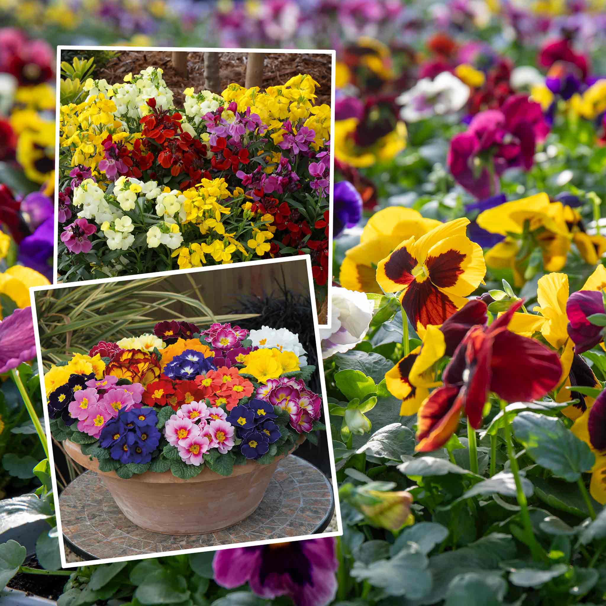 Marshalls Garden Plant 'Winter Bedding Best Sellers' | Marshalls Garden