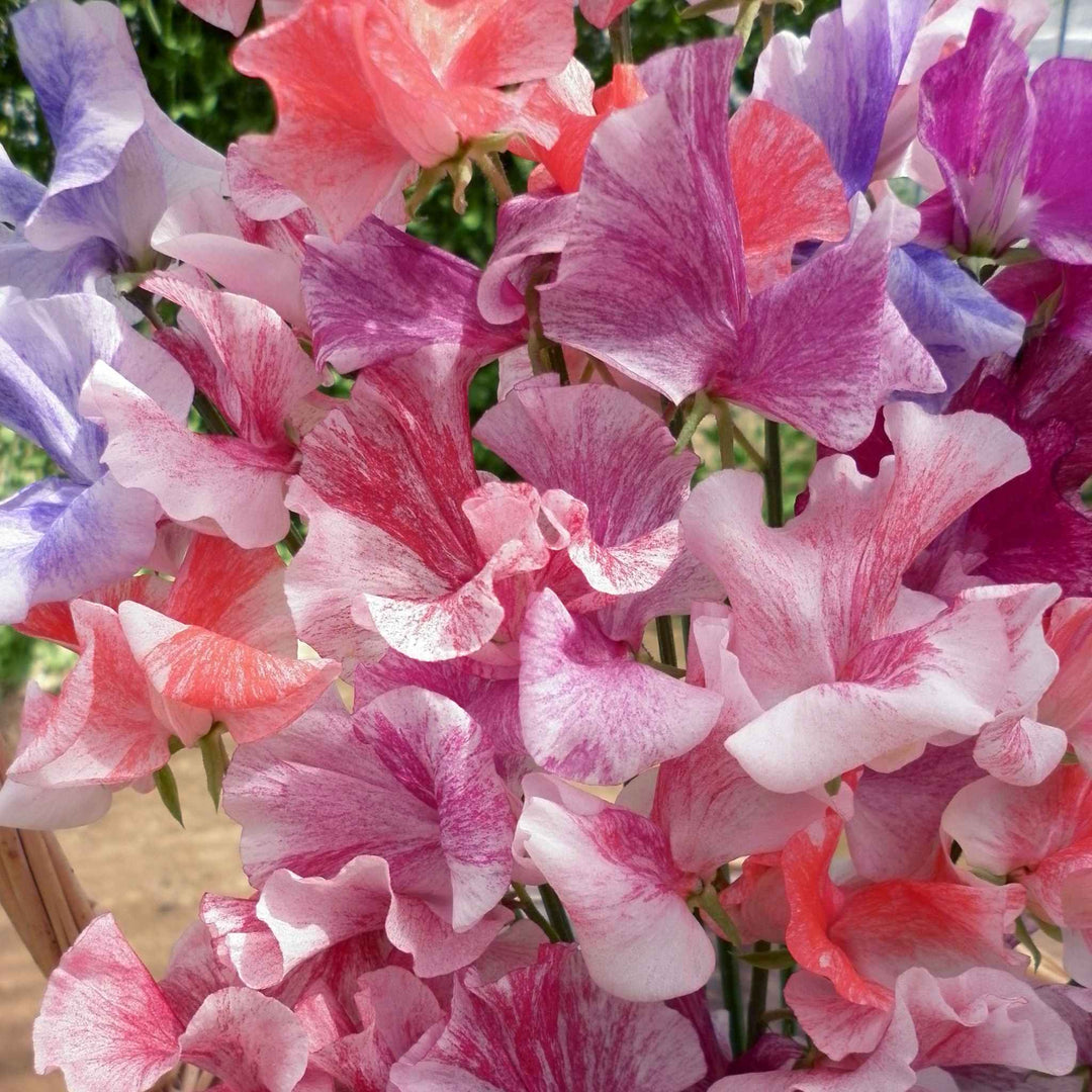Sweet Pea Plants 'Unwins Ripple Mix' - 12 x Plug Plants | Buy Sweet Pea ...