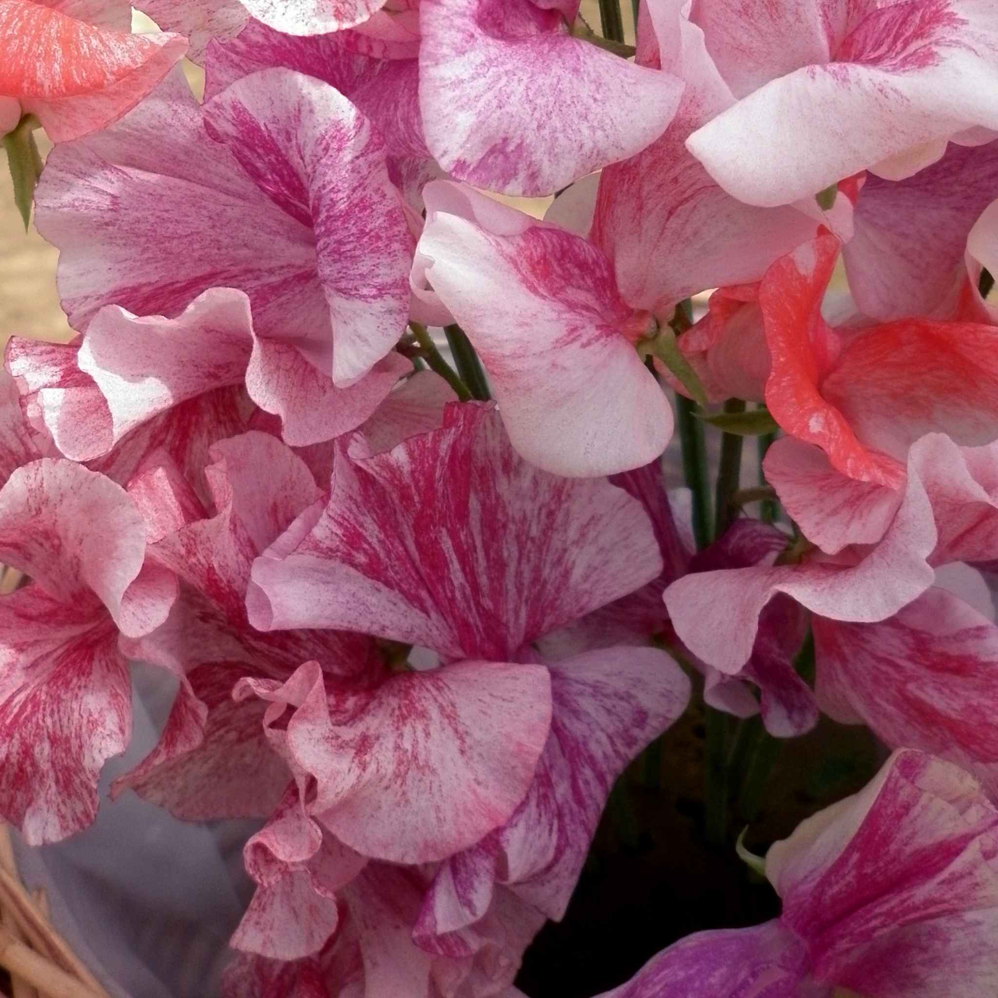 Sweet Pea Plants 'Unwins Ripple Mix' - 12 x Plug Plants | Buy Sweet Pea ...