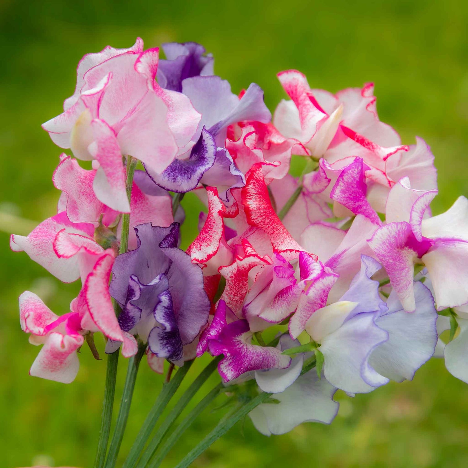 Sweet Pea Plants 'Unwins Ripple Mix' - 12 x Plug Plants | Buy Sweet Pea ...