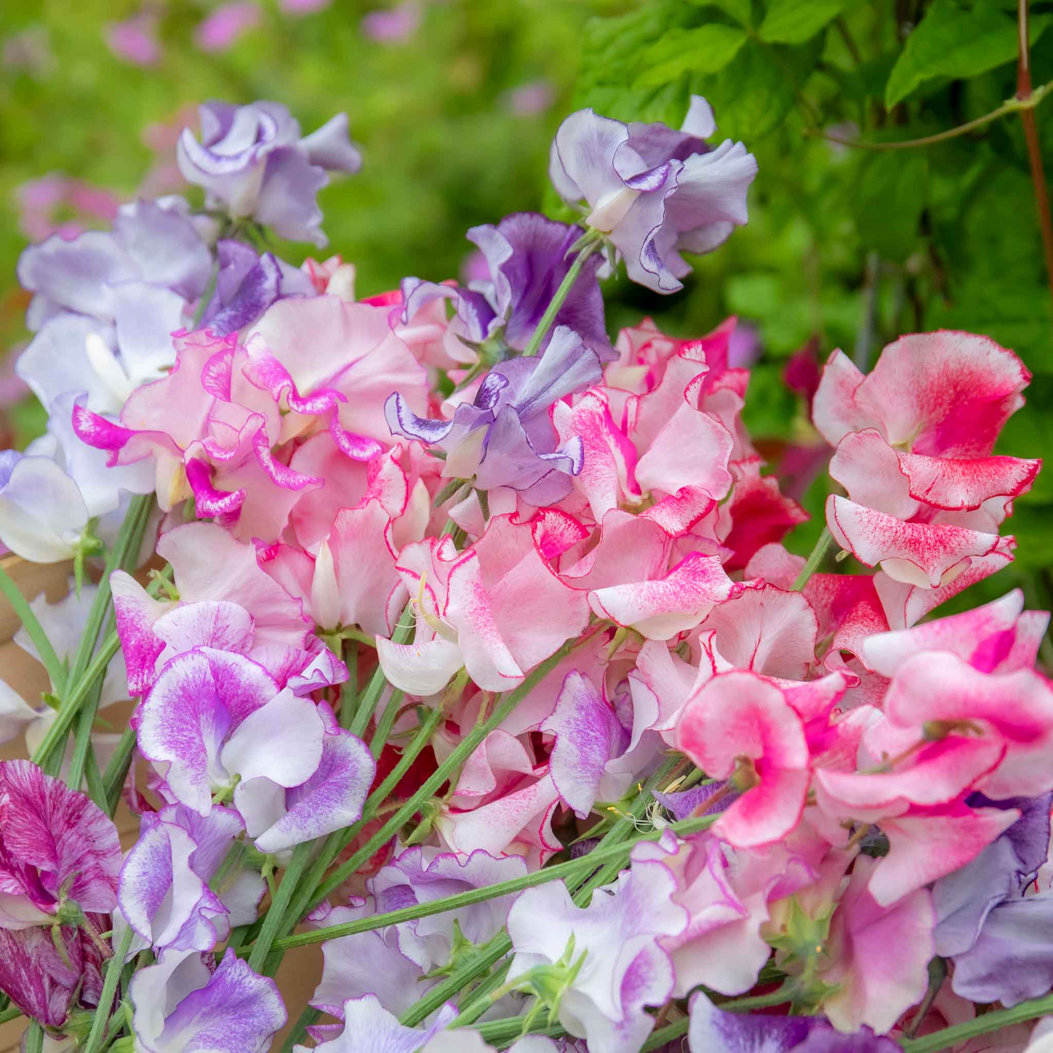 Sweet Pea Plant 'Unwins Ripple Mix' | Marshalls Garden