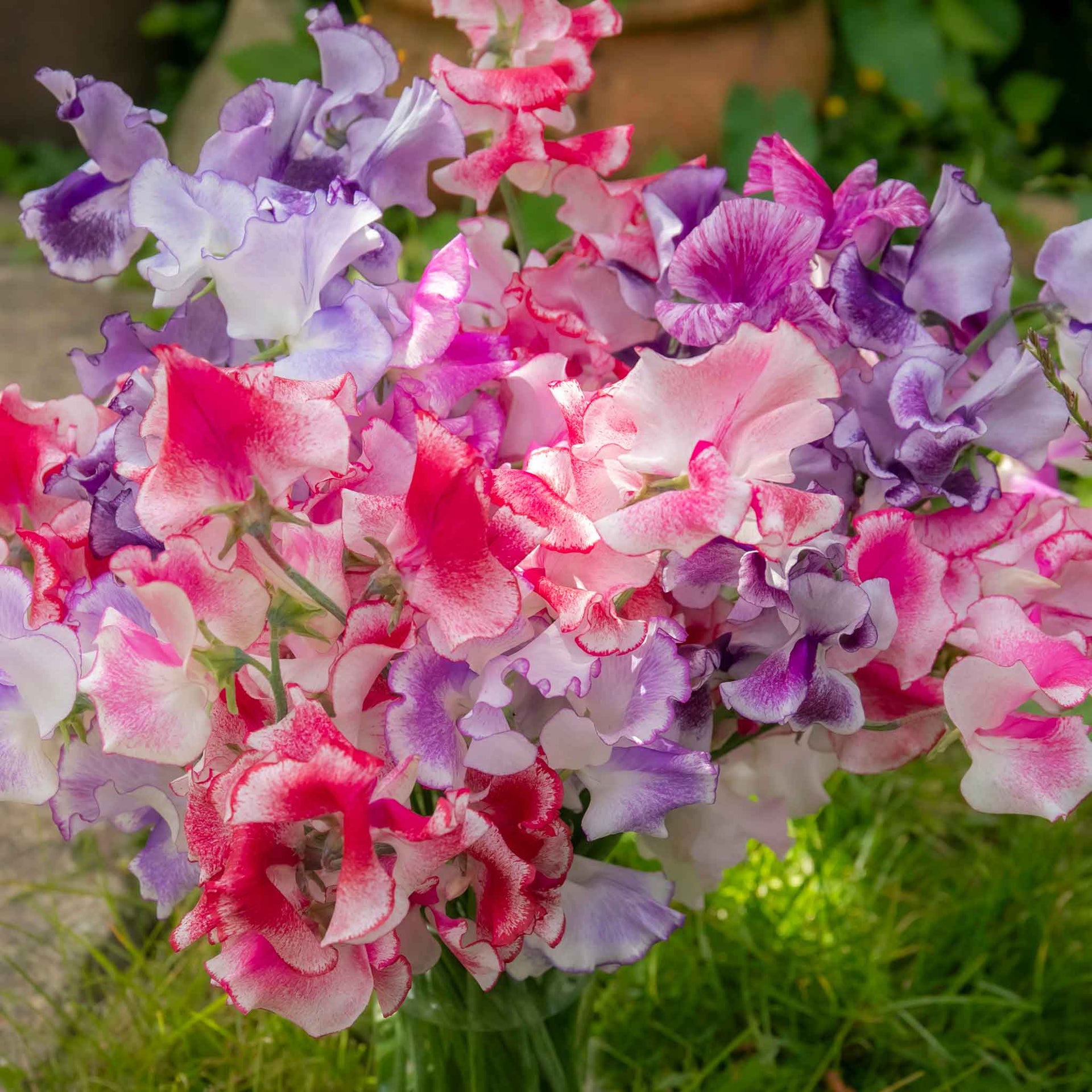Sweet Pea Plants 'Unwins Ripple Mix' - 12 x Plug Plants | Buy Sweet Pea ...