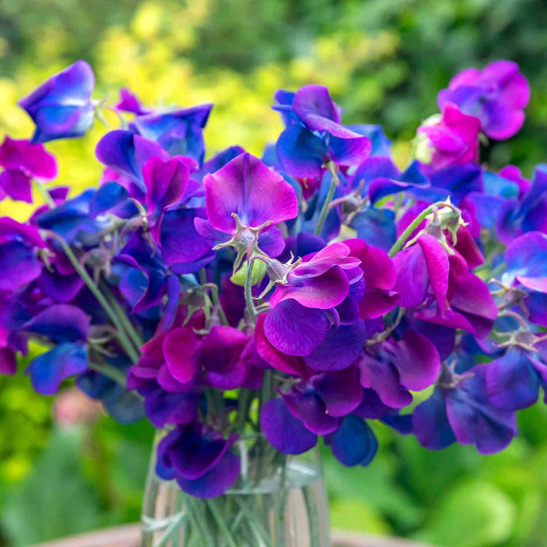 Sweet Pea Seeds 'Wings Of Blue' | Marshalls Garden