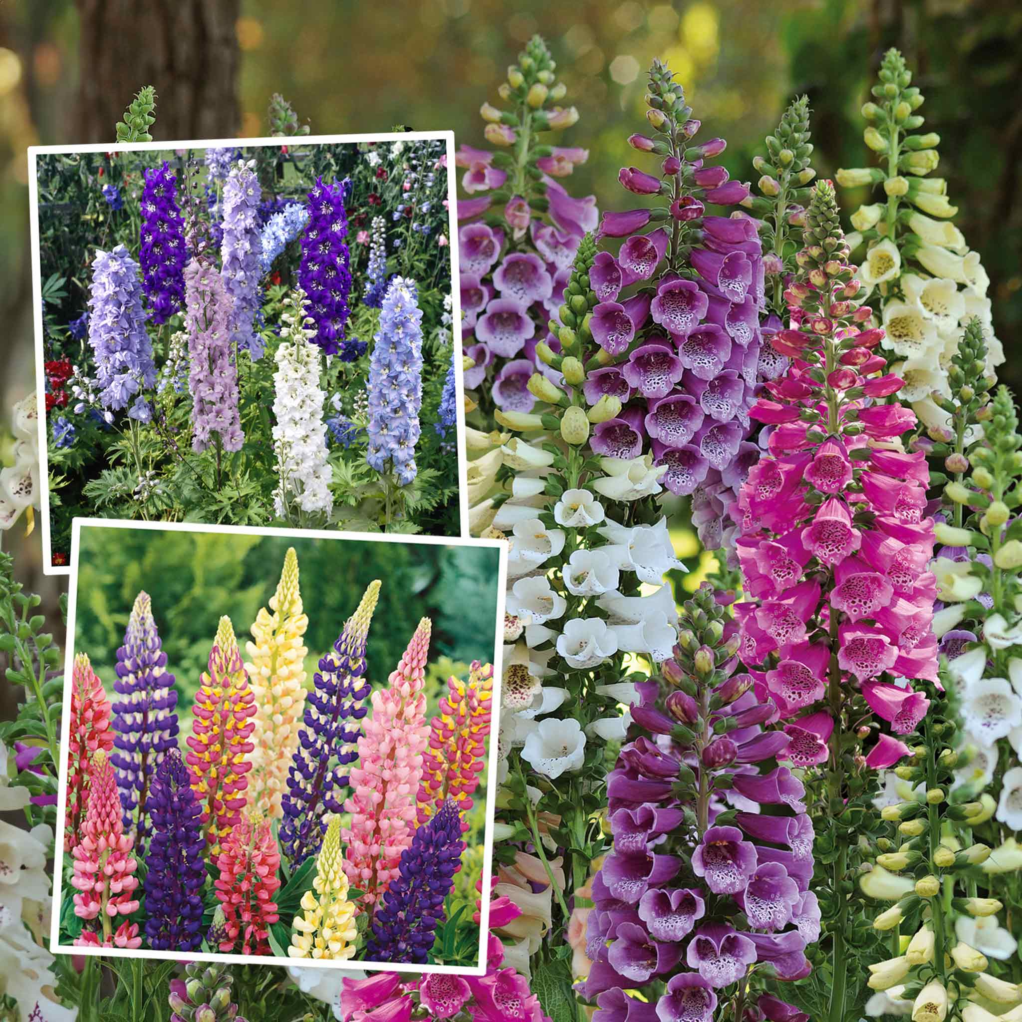 Marshalls Traditional Cottage Garden Perennial Collection - 60 ...