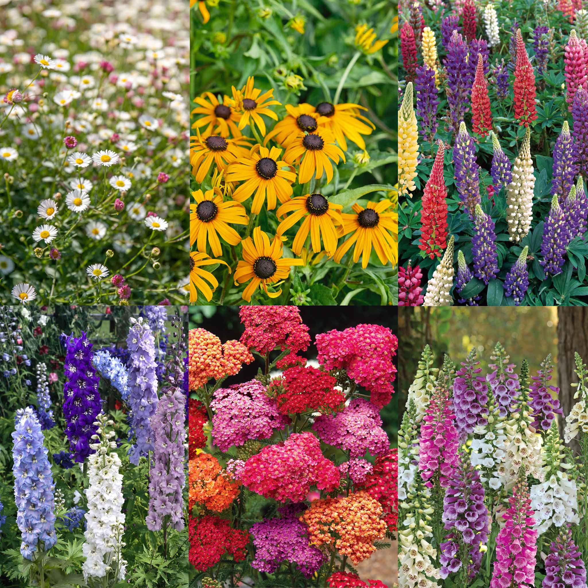 Marshalls Plant 'Selection' | Marshalls Garden
