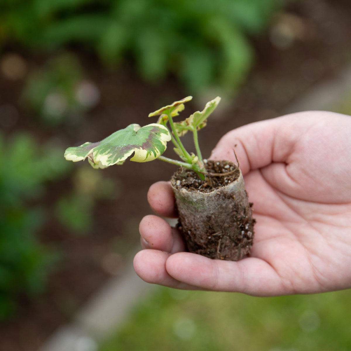 Geranium Plant 'Wilhelm Langguth' | Buy Geranium Plants Online | Summer ...