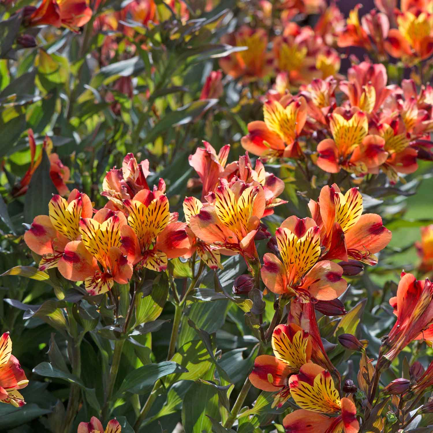 Alstroemeria Plant 'Indian Summer' | Marshalls Garden