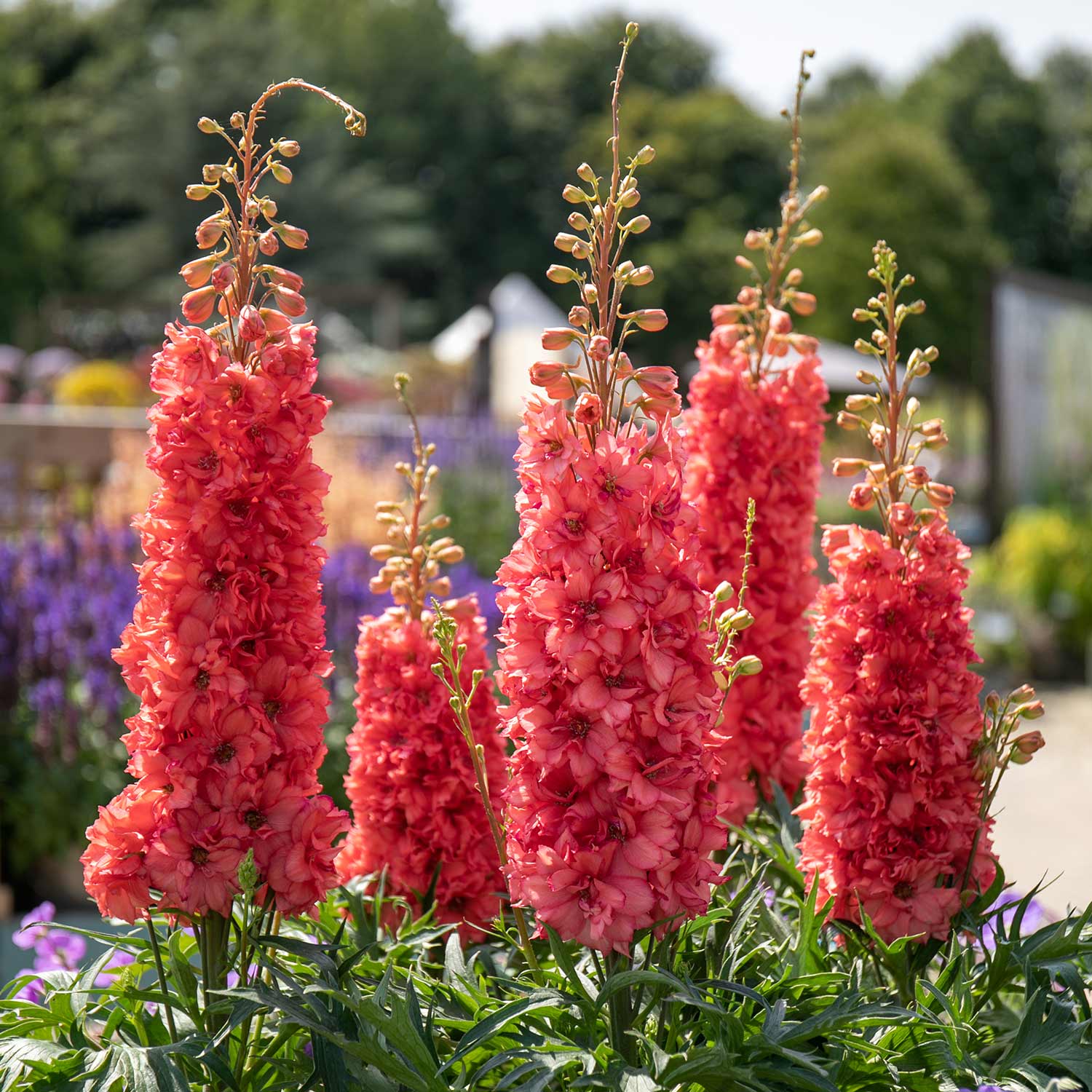 Delphinium Plant 'Red Lark' | Marshalls Garden