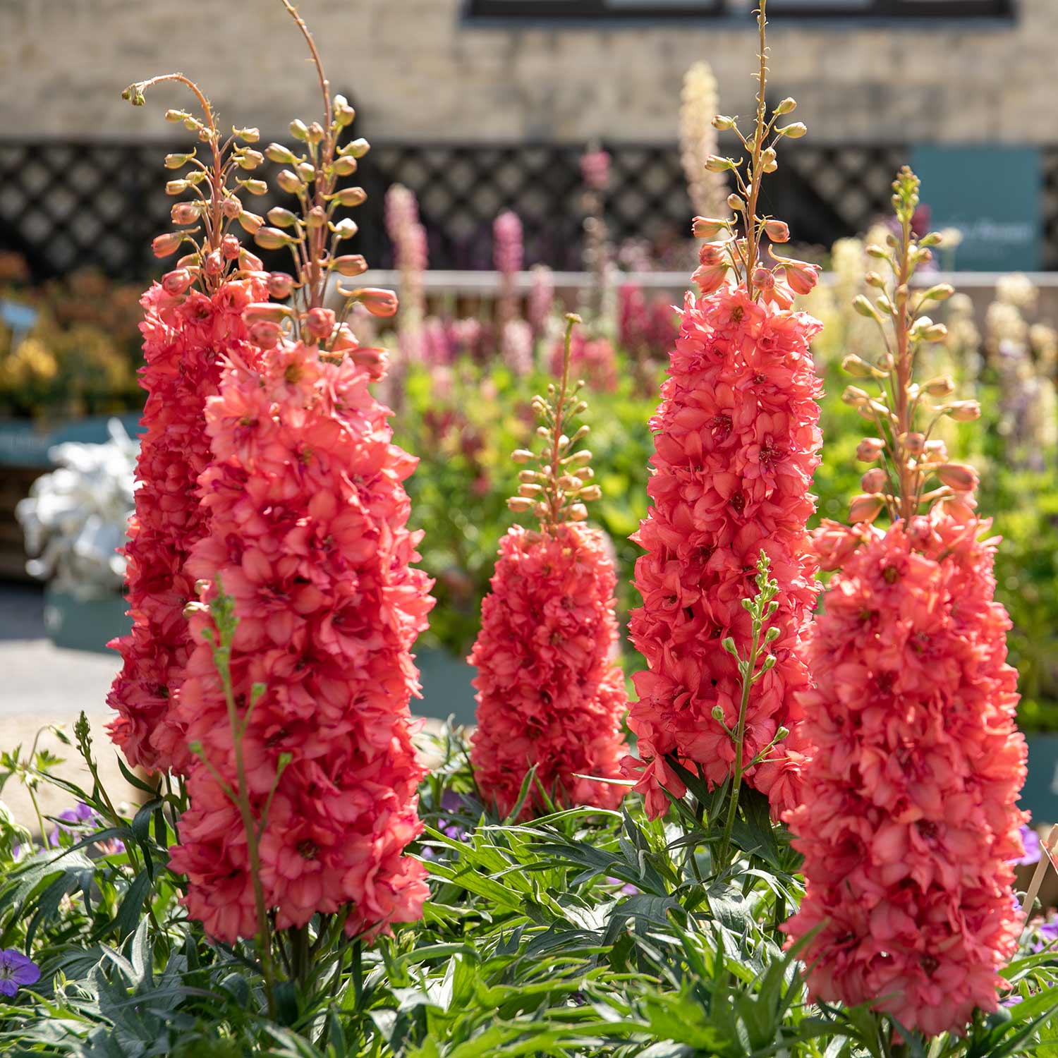 Delphinium Plant 'Red Lark' | Marshalls Garden