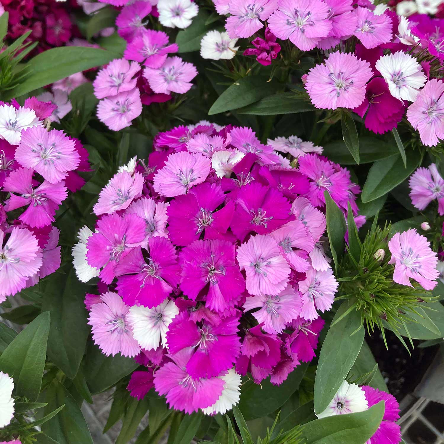 Dianthus Plant 'Dash Magician' | Buy Dianthus Plants Online | Dianthus ...