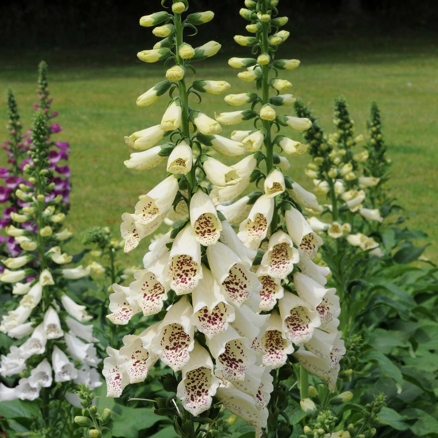 Digitalis Plant 'Dalmatian Cream' | Marshalls Garden