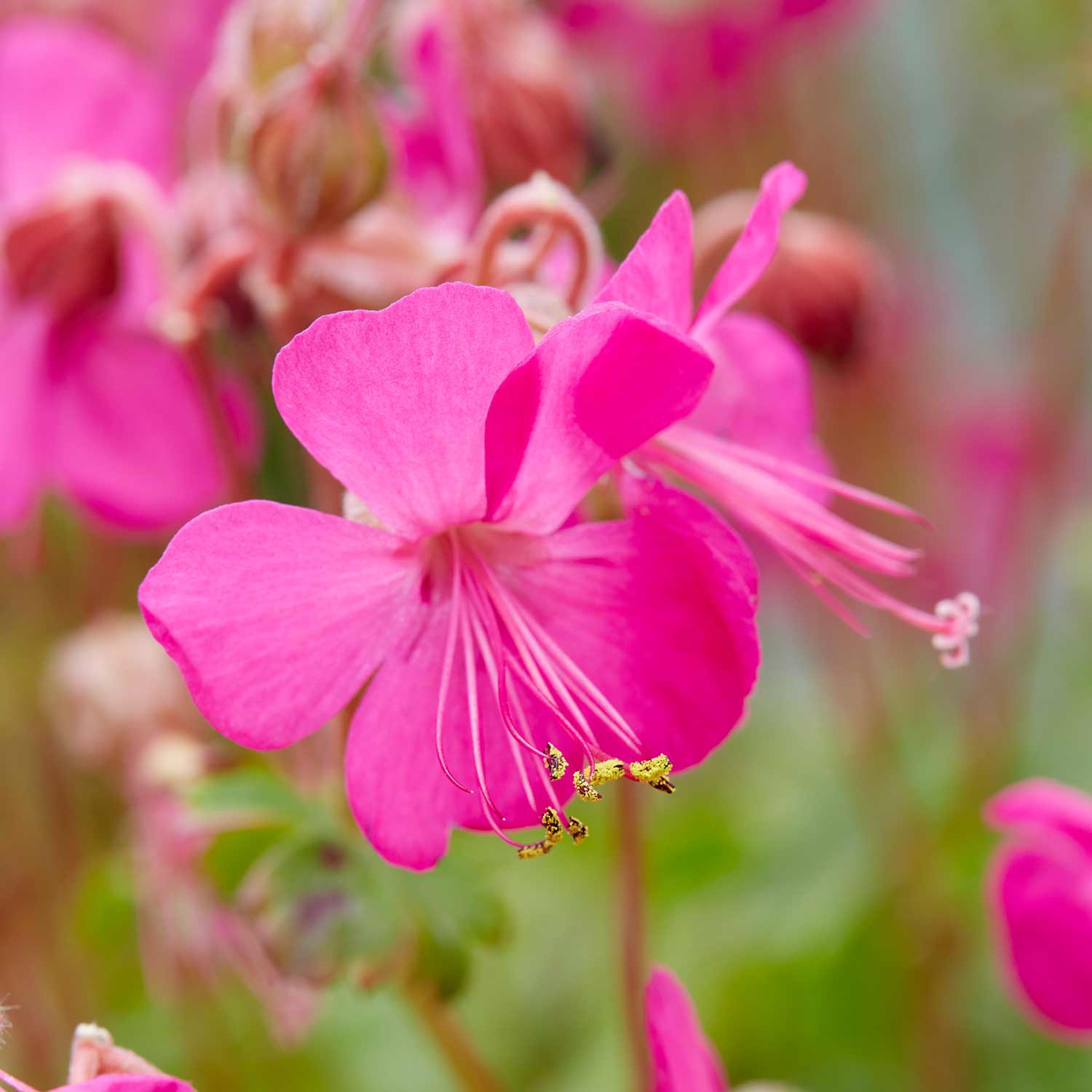 Geranium Plant 'Intense' | Marshalls Garden
