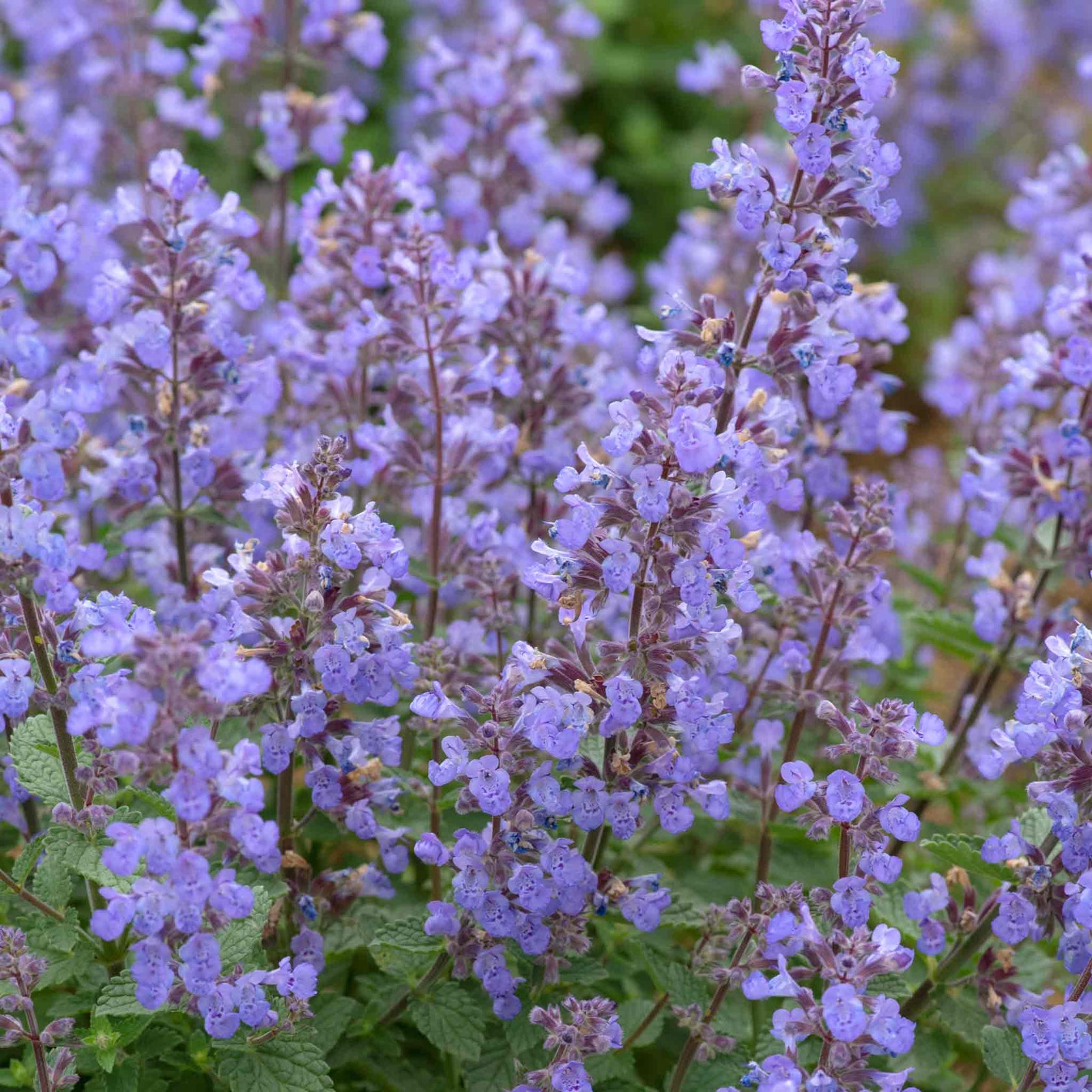 Nepeta Plant 'Persuian Blue' | Marshalls Garden