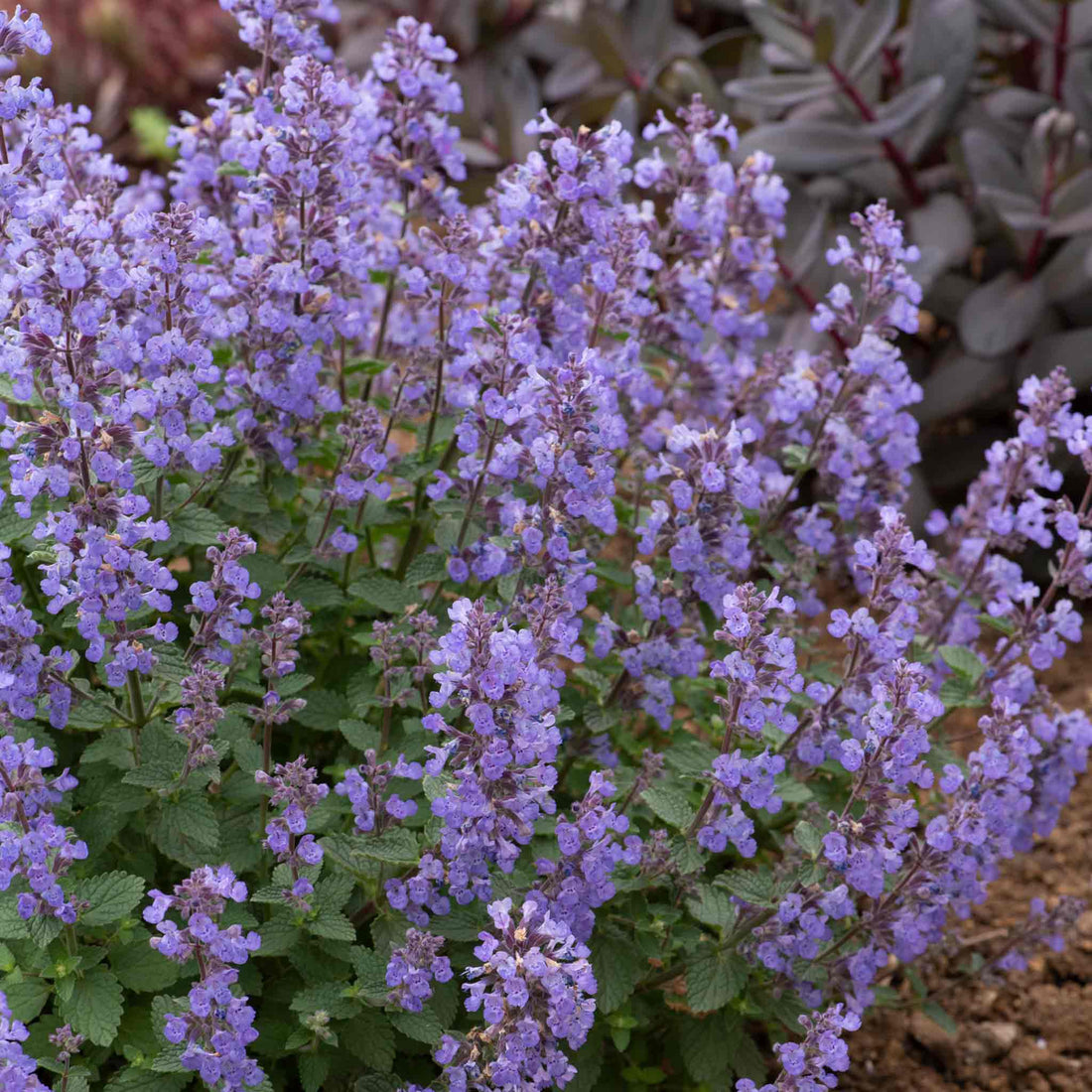 Nepeta Plant 'Persuian Blue' | Marshalls Garden