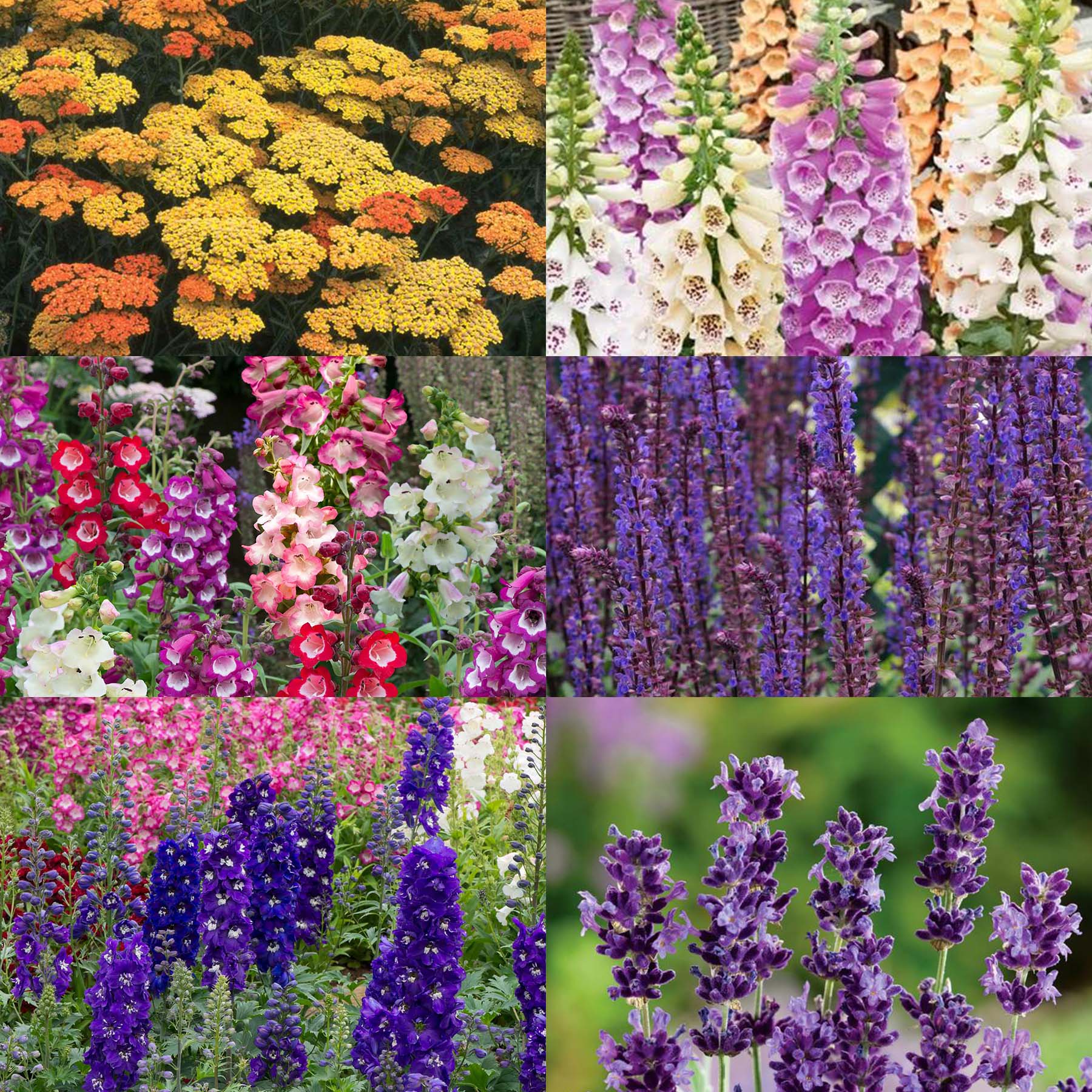 Marshalls Plant 'Cottage Garden Selection' | Marshalls Garden