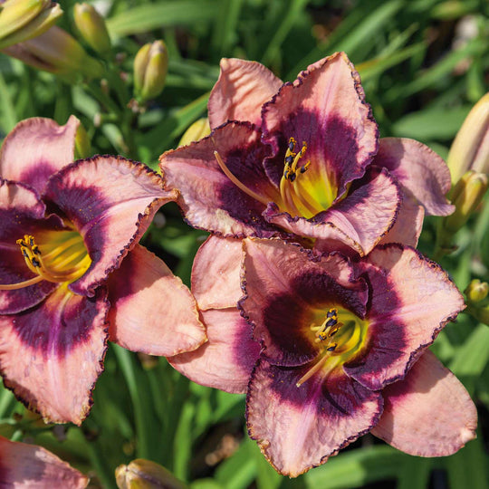 Hemerocallis Daring Deception 2Ltr Plant | Buy Hemerocallis Plants ...